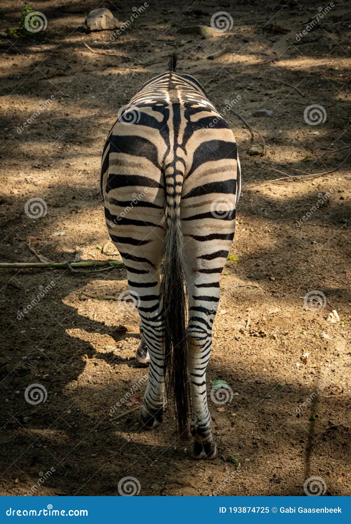 Back Side of a Zebra in the Zoo. Zebra Stock Image - Image of rear ...