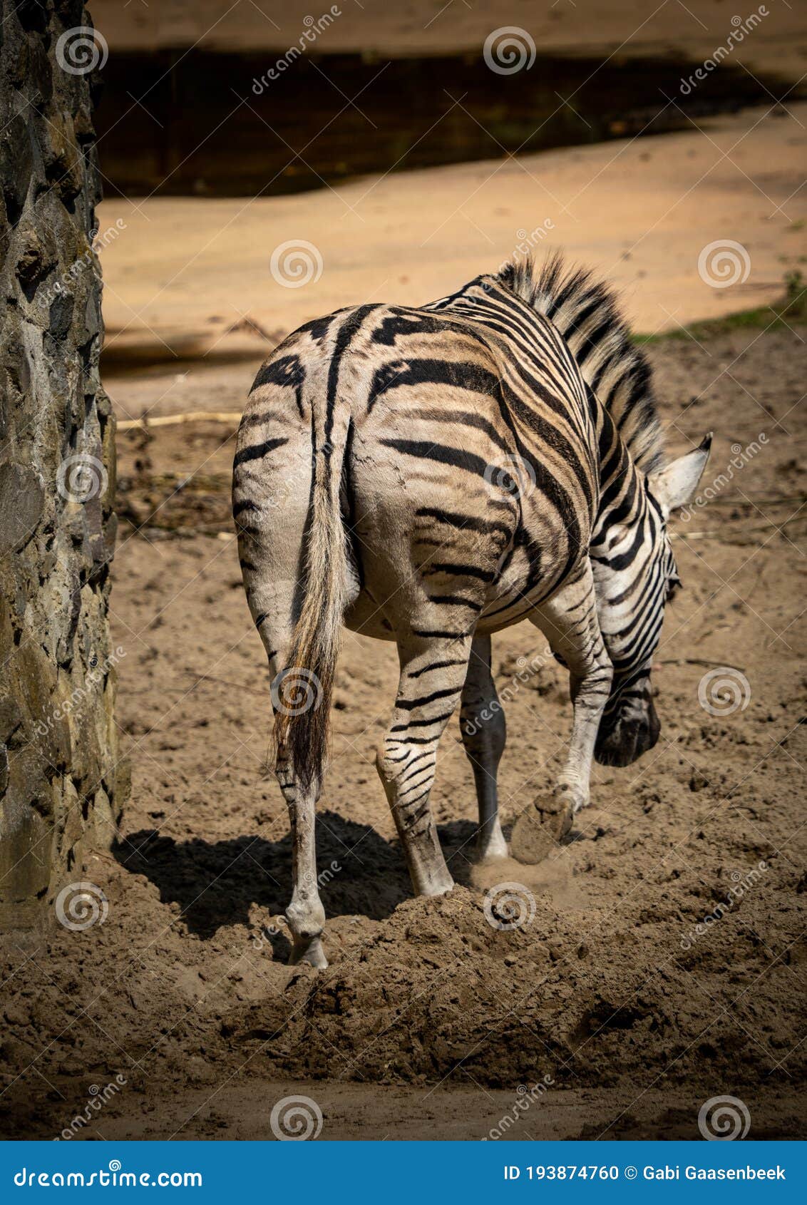 Back Side of a Zebra in the Zoo. Zebra Stock Photo - Image of safari ...