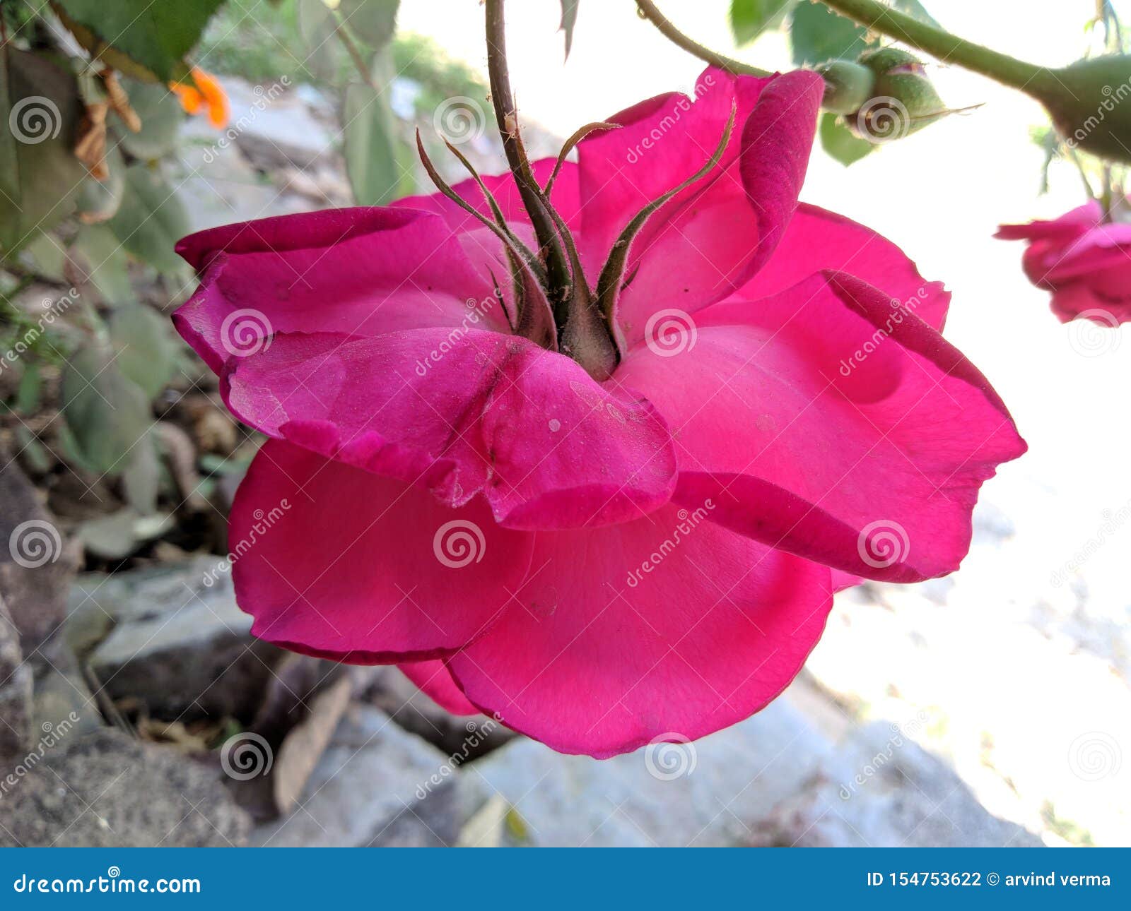 Back Siide of the Beautiful Rose Stock Photo - Image of nature, sunny ...