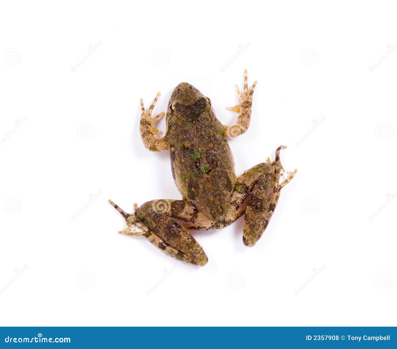 Back of small toad stock photo. Image of wildlife, eyes - 2357908