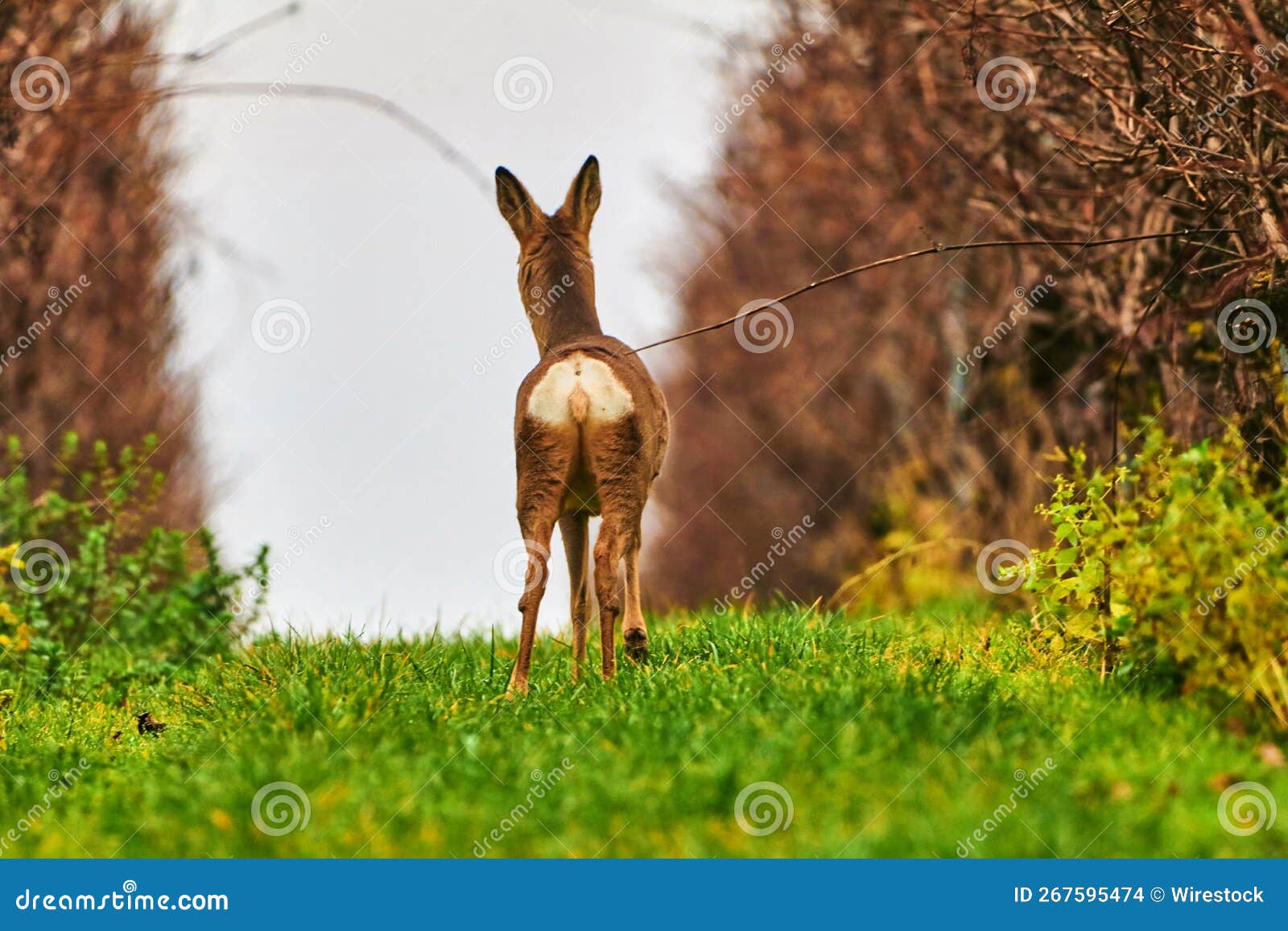 Back Sot of a Roe Deer Walking Walking Green Plants in the Forest on a ...