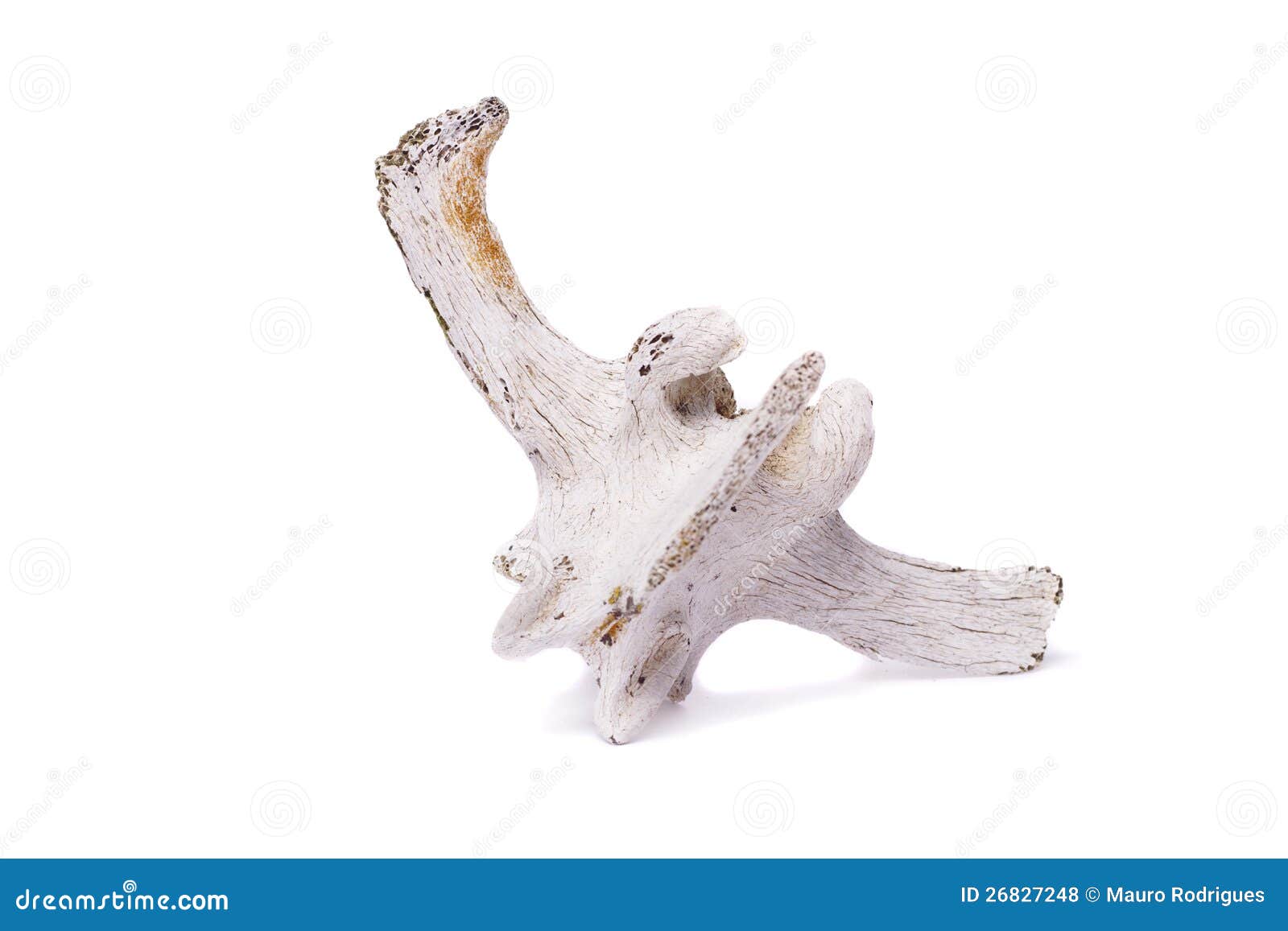 Back spine bone of sheep stock photo. Image of beast - 26827248