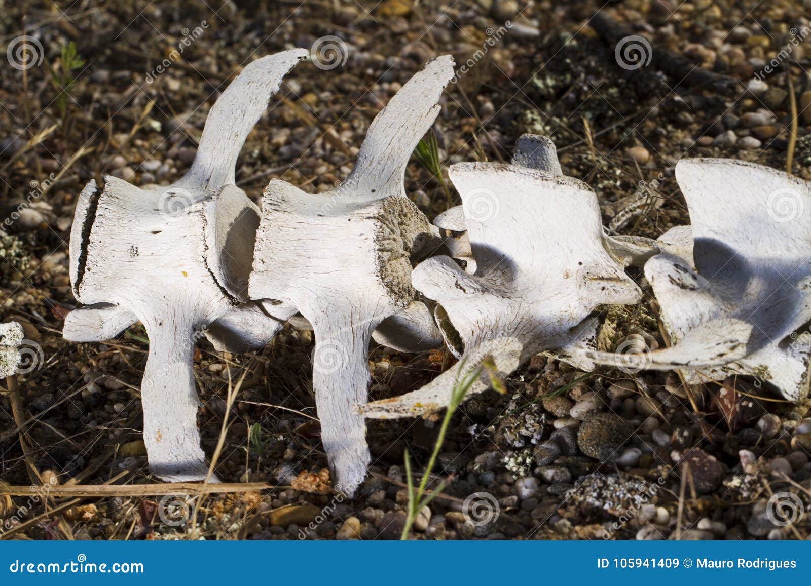Back spine sheep bones stock image. Image of climate - 105941409