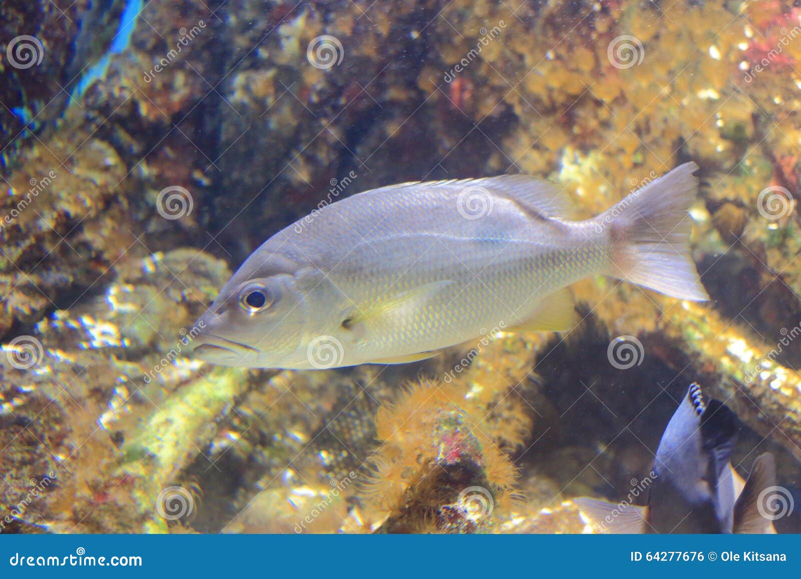 Back spotted snapper stock photo. Image of back, black - 64277676