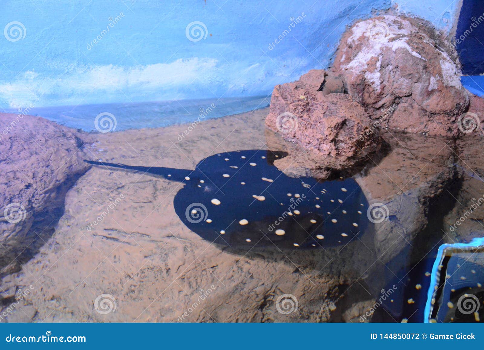 Back spotted stingray fish stock photo. Image of sond - 144850072