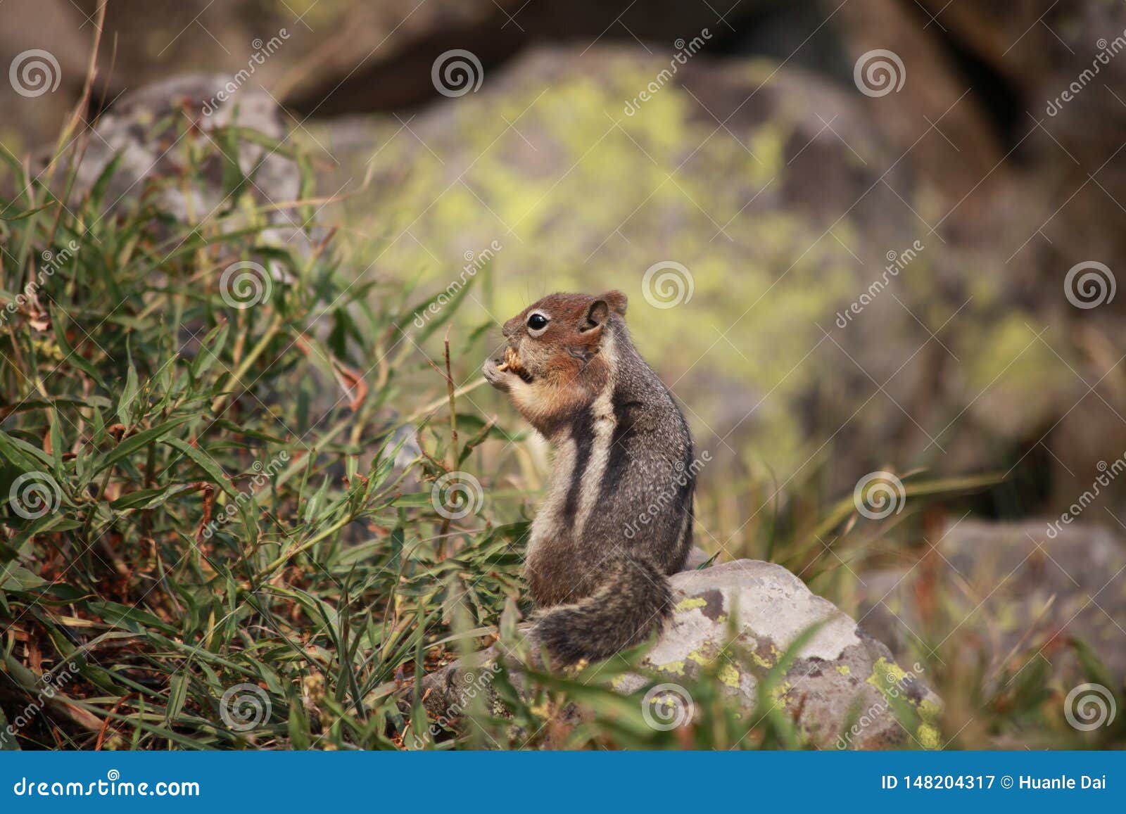 Back of a squirrel stock image. Image of wild, green - 148204317