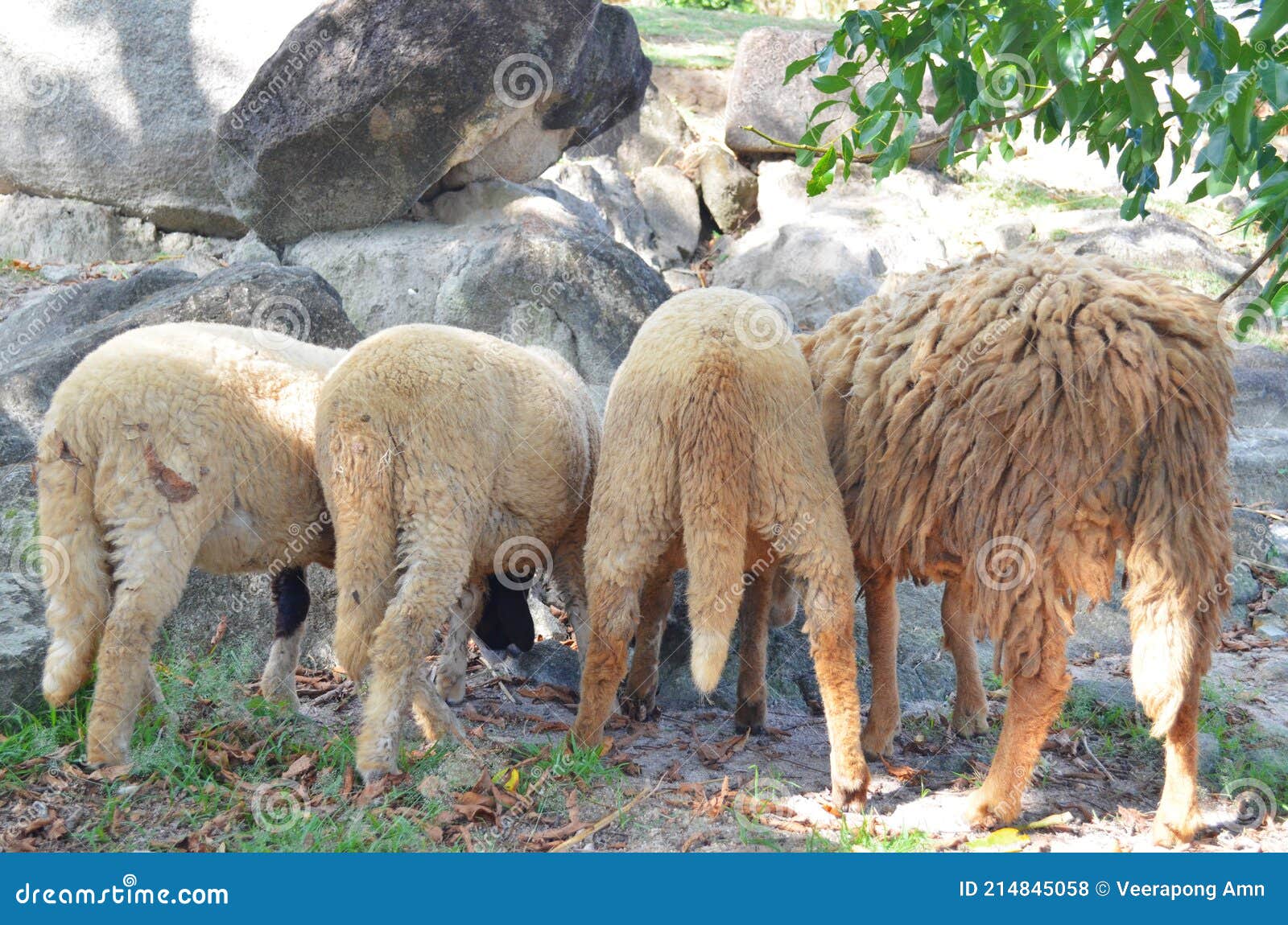Back Step of Sheep in Sheep Farm. Stock Photo - Image of agriculture ...