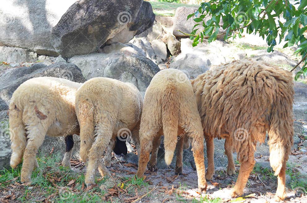 Back Step of Sheep in Sheep Farm. Stock Photo - Image of agriculture ...