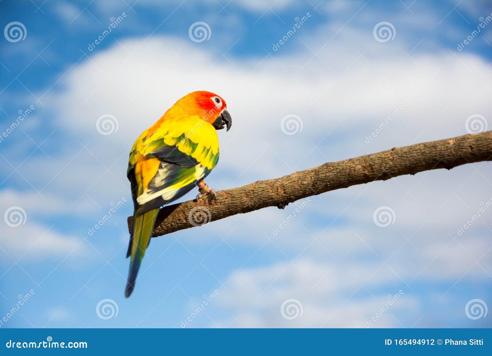 Back of Sun Conure Parrot on Tree Branch with Blue Sky Background Stock ...
