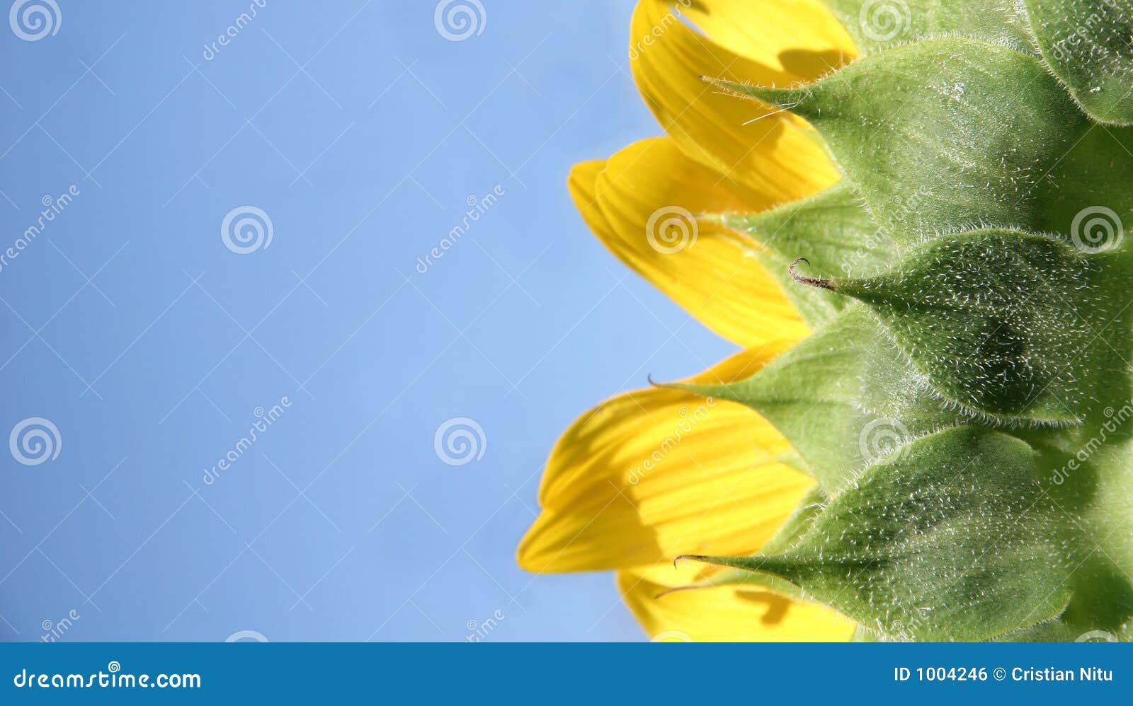 Back of a Sunflower stock photo. Image of yellow, details - 1004246