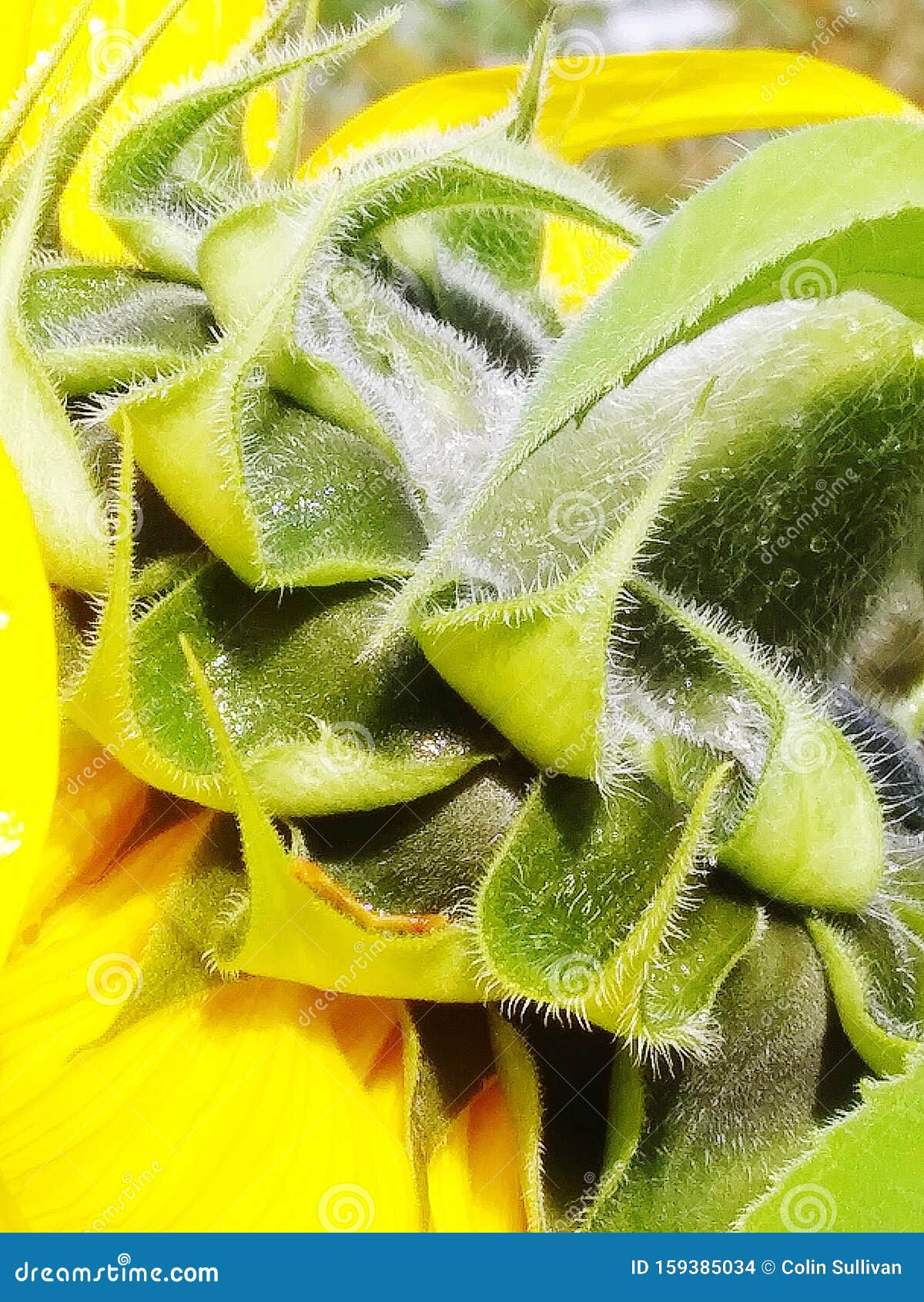 The back of a sunflower stock photo. Image of flower - 159385034