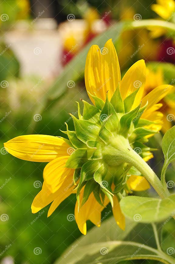 Back of sunflower stock image. Image of plant, stem, blossom - 7866855