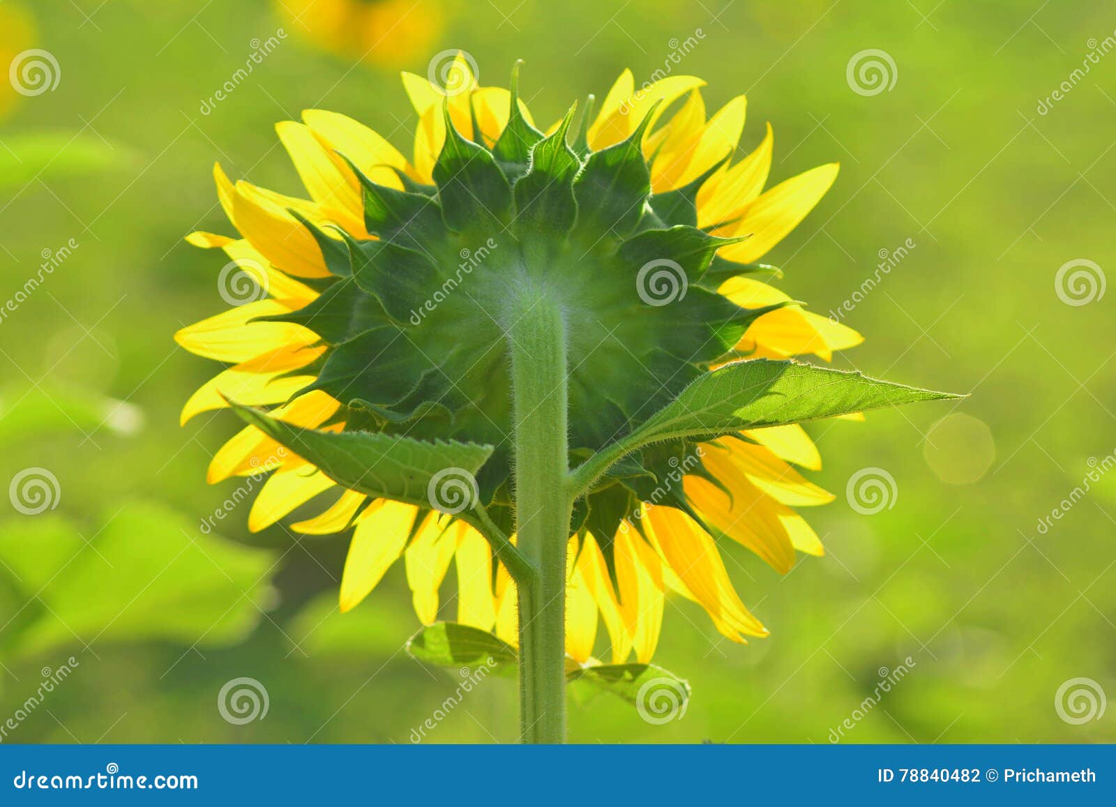Back of Sunflower in the Garden. Stock Photo - Image of back, flower ...