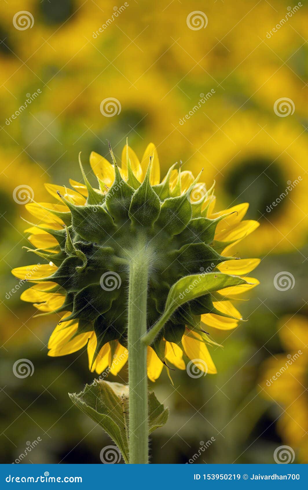 Back of a sunflower plant stock image. Image of freedom - 153950219
