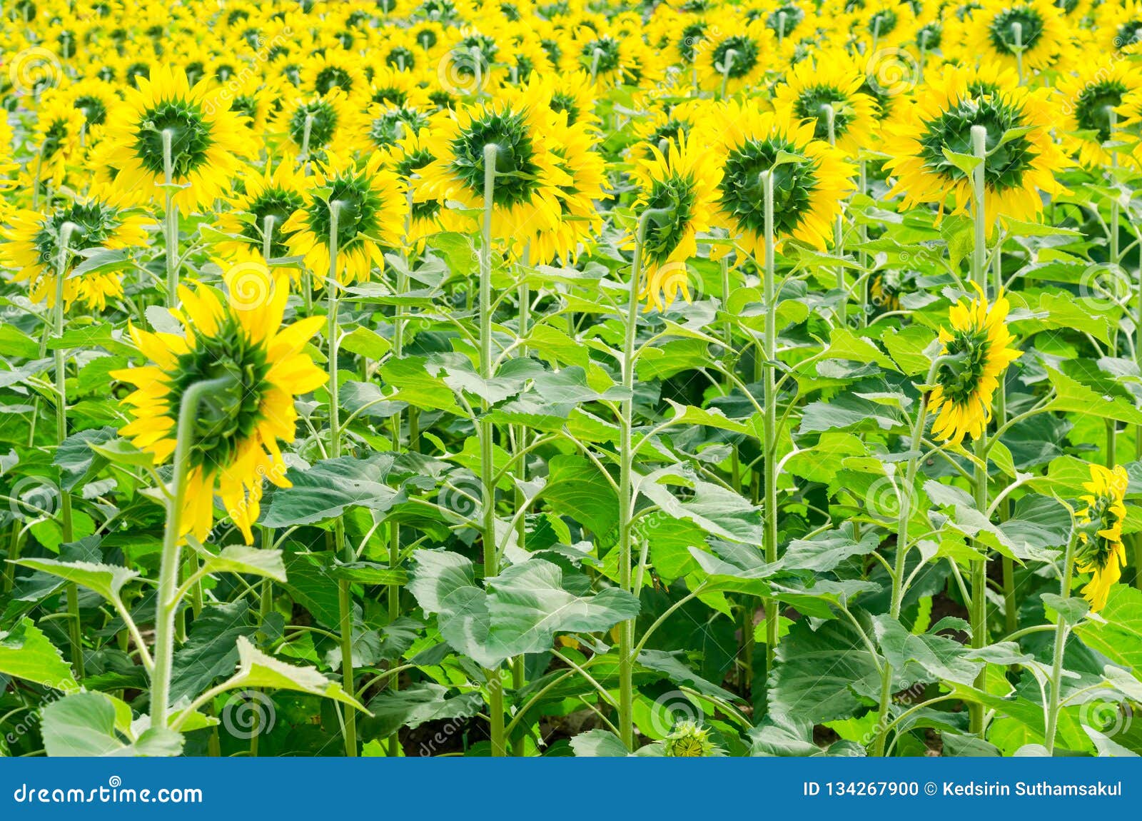 Sunflower stem in the farm stock photo. Image of colorful - 134267900