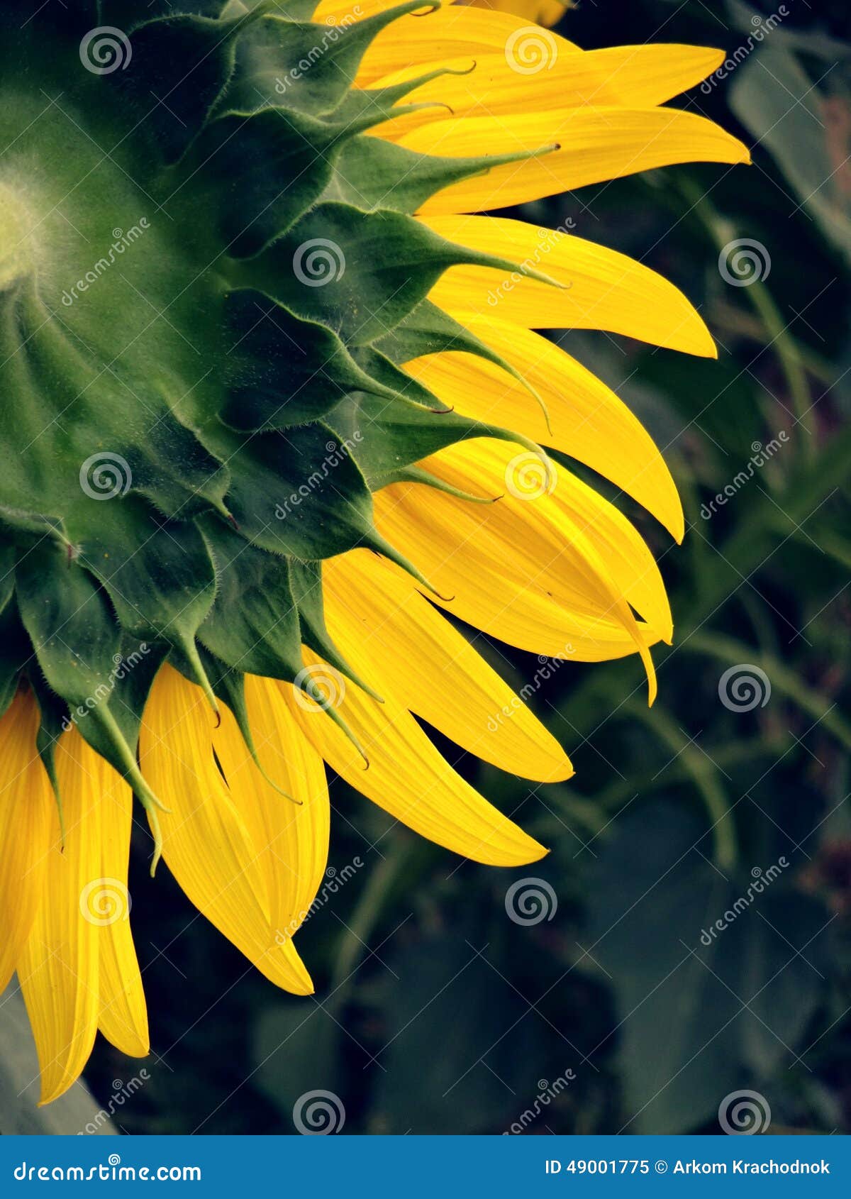 Back of Sunflower stock image. Image of back, sunflower - 49001775