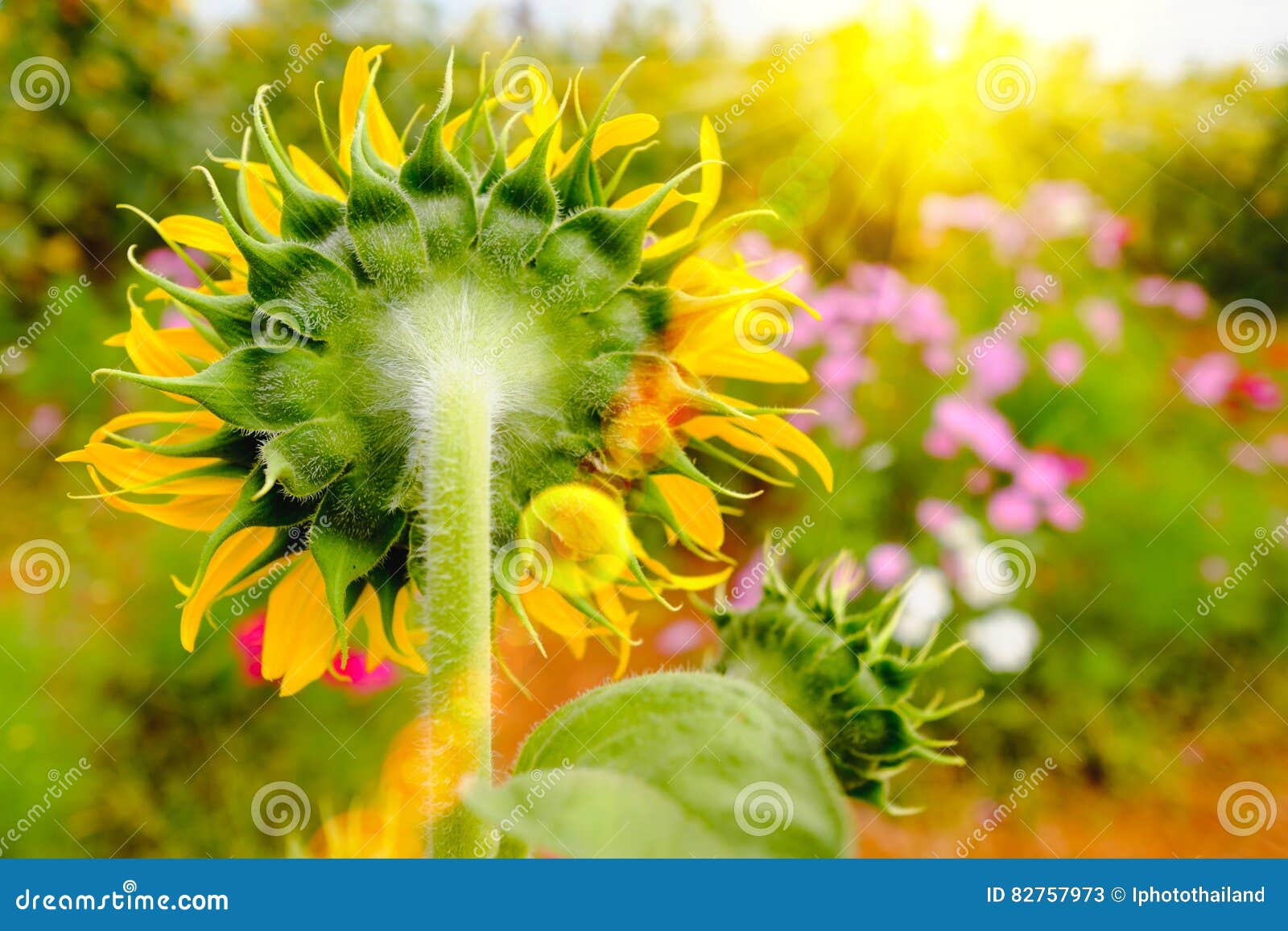 Back of Sunflowers Field Under the Sun Rise with Warm Flare. Stock ...