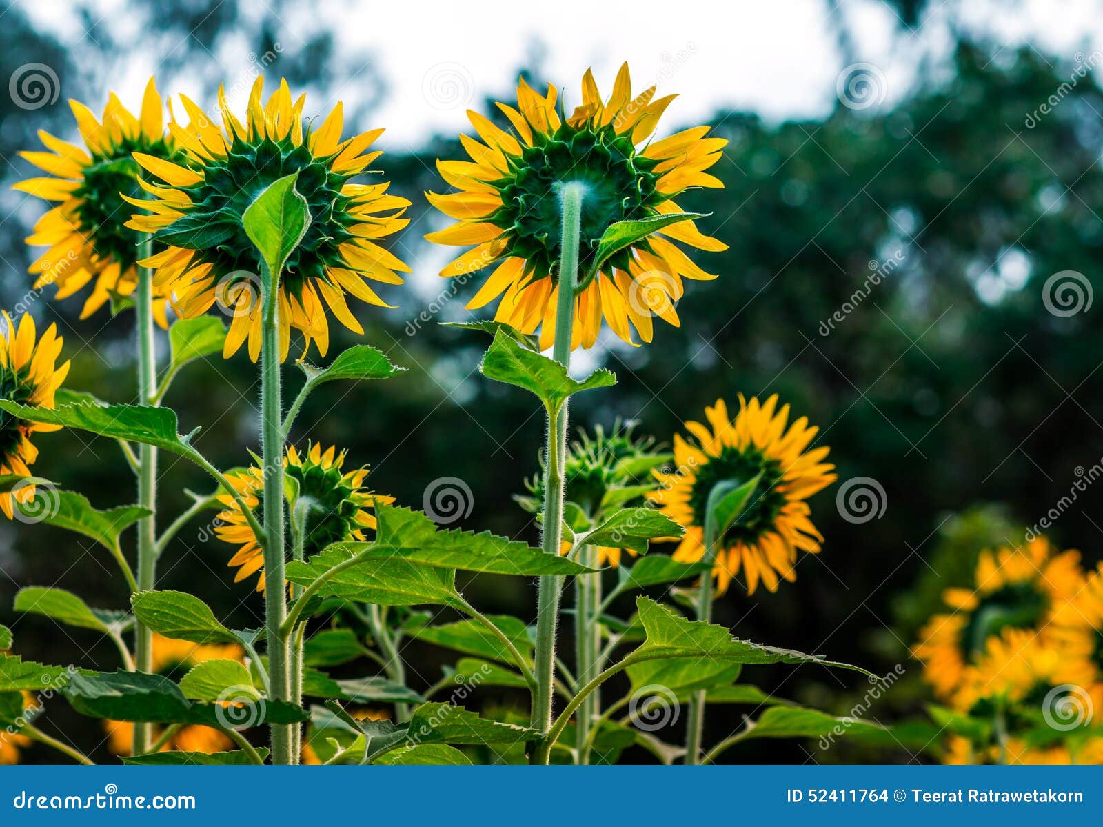Back of the sunflowers stock photo. Image of field, yellow - 52411764