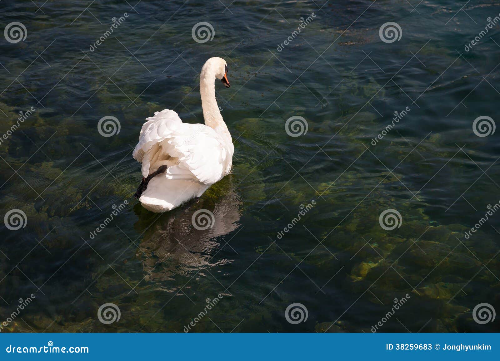 The back of a swan stock image. Image of sunrise, animals - 38259683