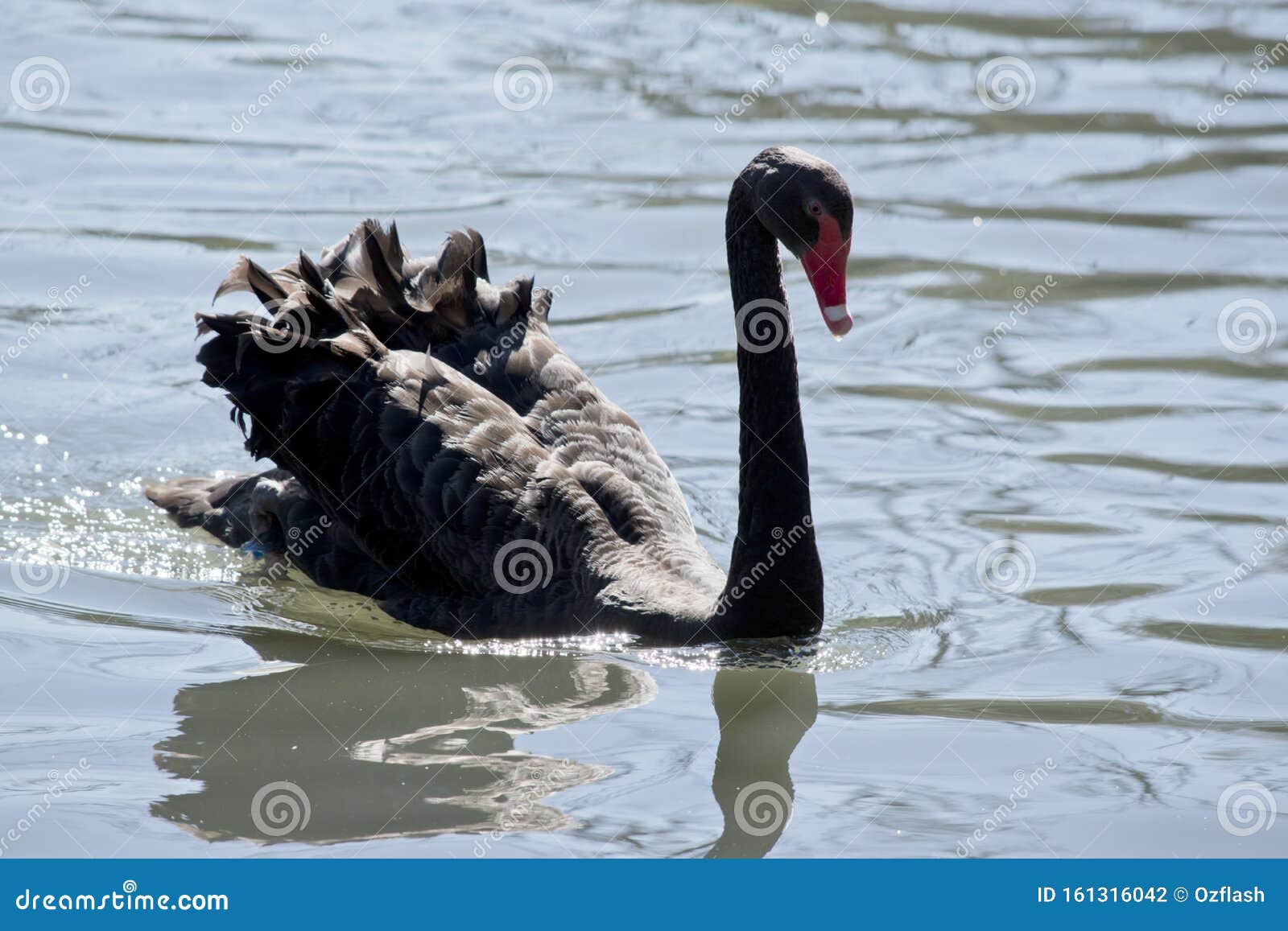 The Back Swan is Floating on the Lake Stock Photo - Image of plumage ...