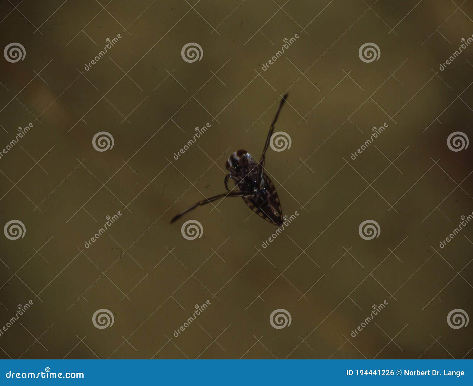 Swimmer Insect Stock Photos - Free & Royalty-Free Stock Photos from ...
