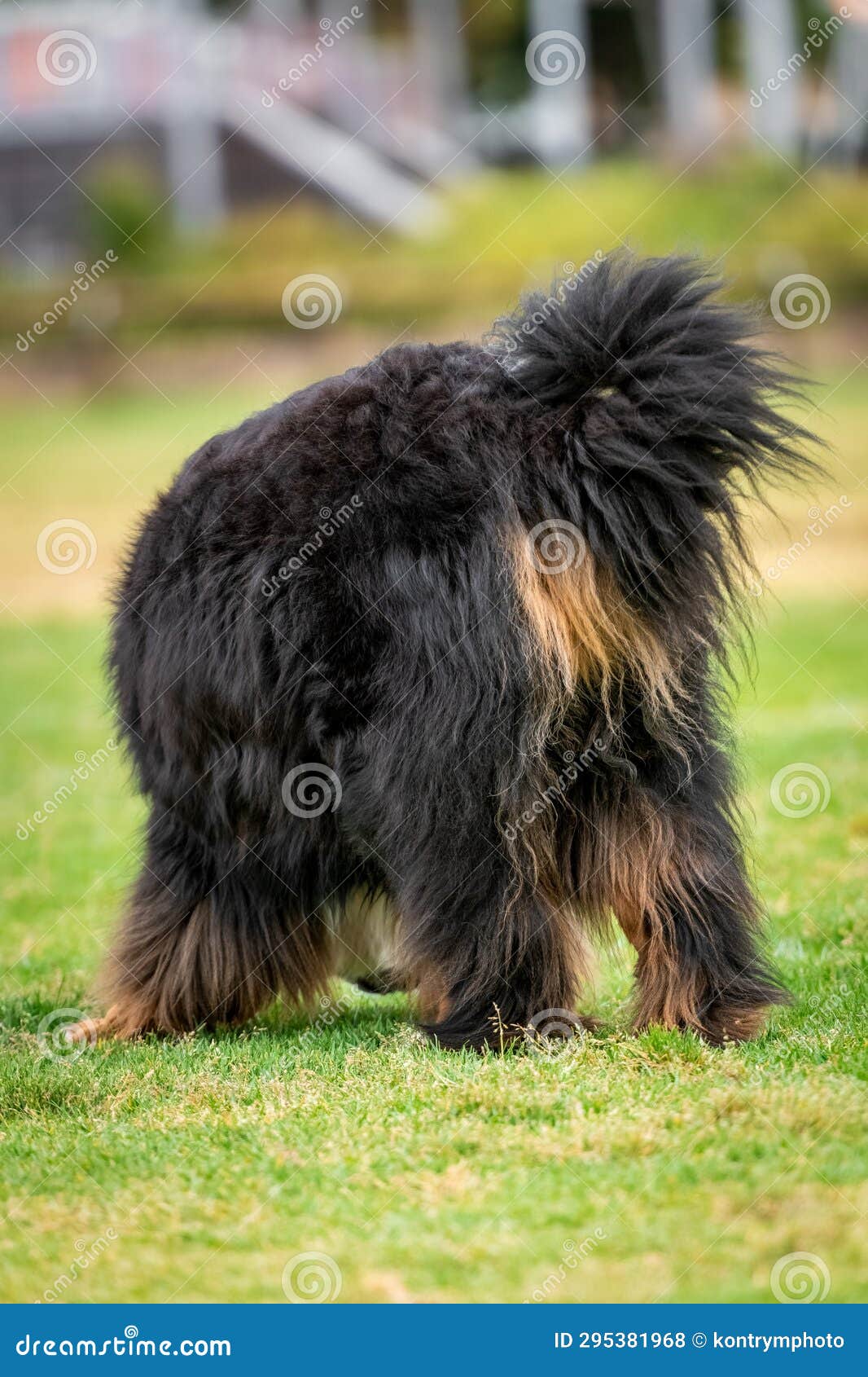 Back and Tail of a Bernese Mountain Dog Sniffing Grass Stock Photo ...