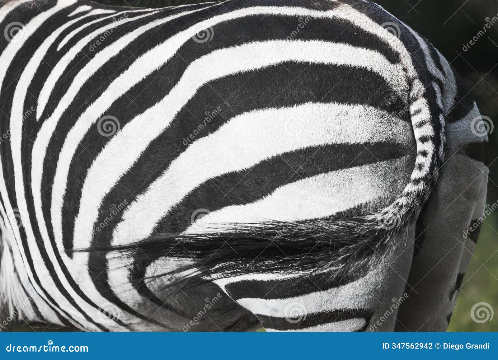 Tail Croup And Back Rigging On Draft Horse Stock Image | CartoonDealer ...