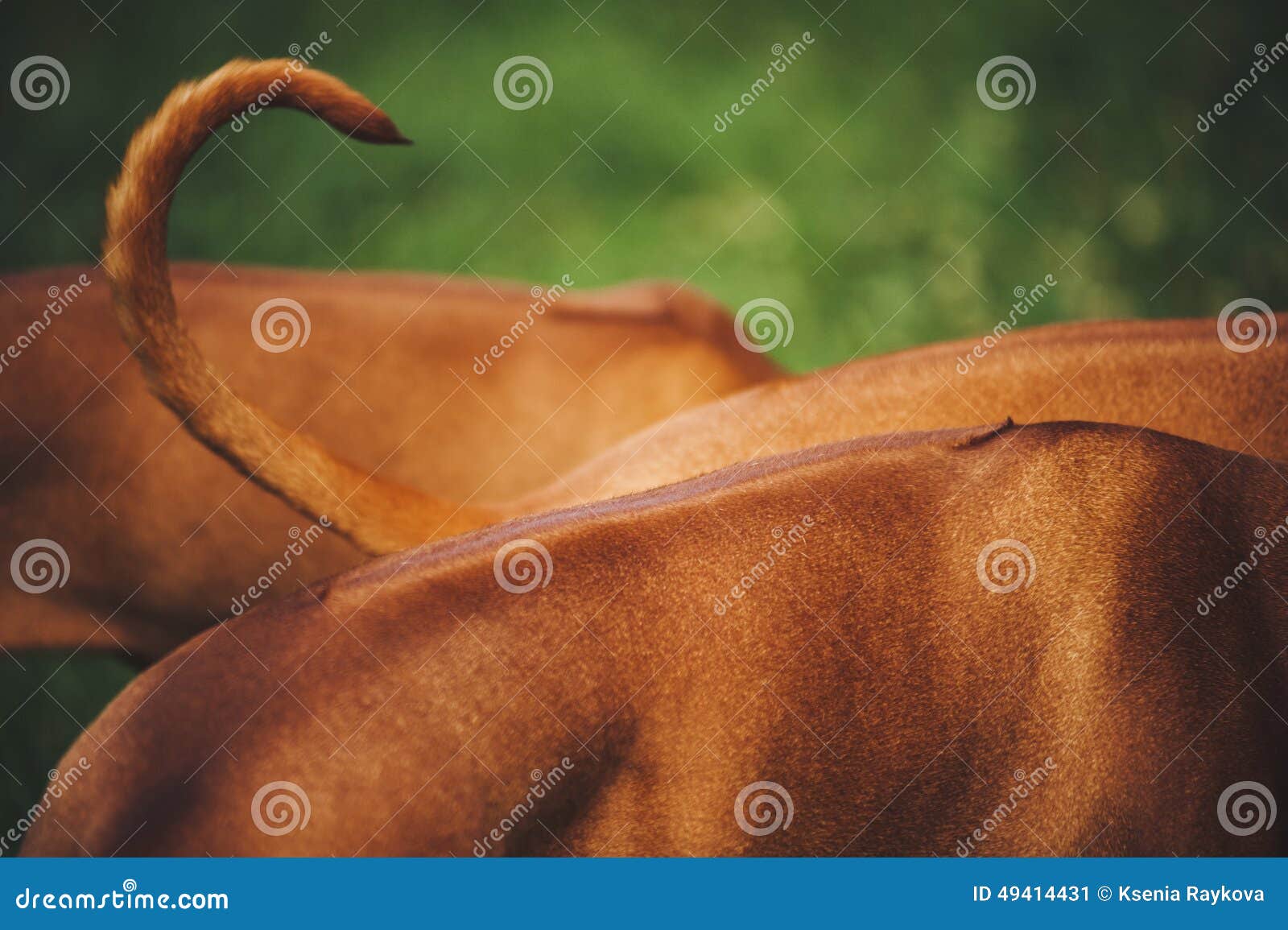 Back and Tail of Rhodesian Ridgeback Dog Stock Image - Image of group ...