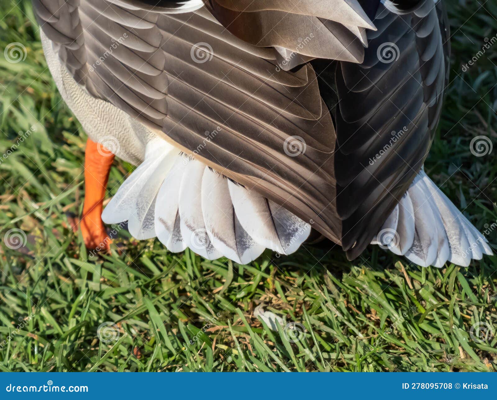 The Back Tail And Wing Feathers Of Adult Breeding Male Mallard Or