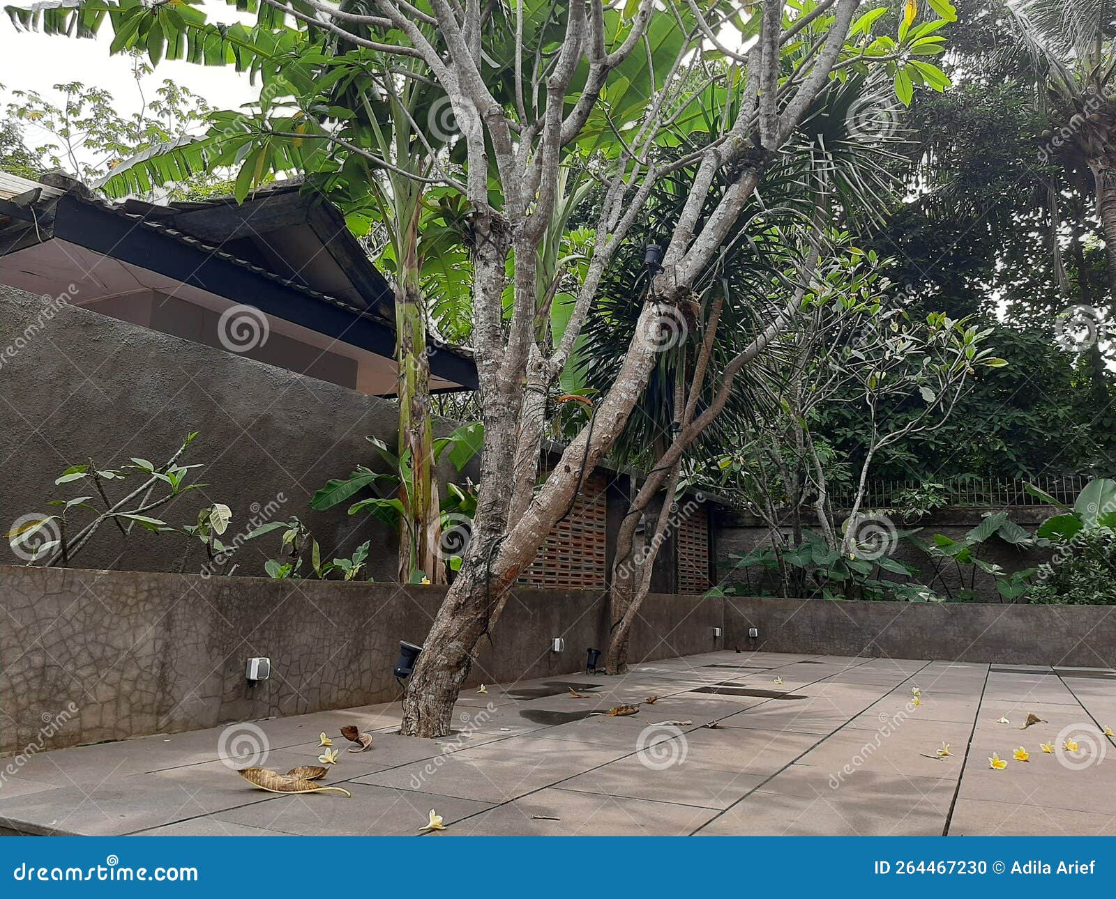 The Back Terrace stock photo. Image of back, garden - 264467230