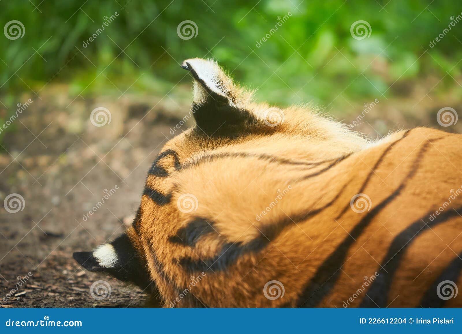 The Back of the Tiger Head Lying on the Ground. Stock Photo - Image of ...