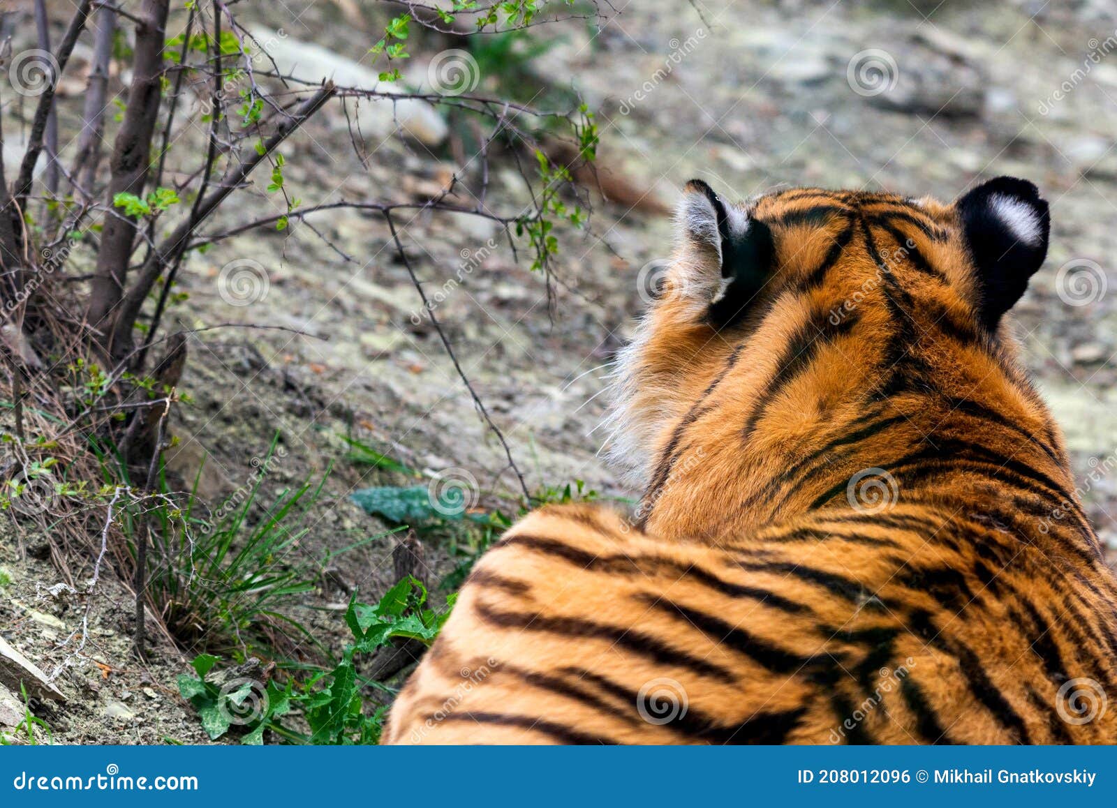 The Back of the Tiger Lying on the Ground Stock Photo - Image of winter ...