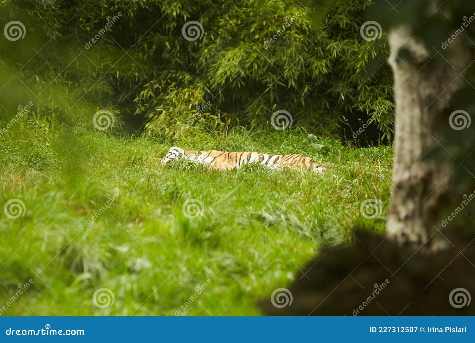 The Back of the Tiger Lying on the Ground. Stock Image - Image of ...
