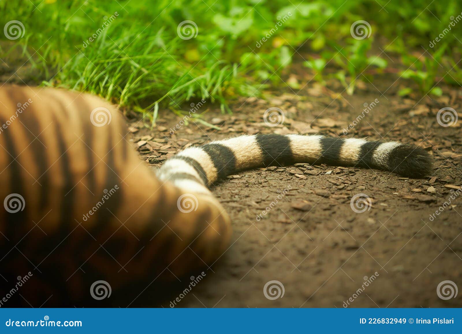 The Back of the Tiger Tail Lying on the Ground. Stock Image - Image of ...