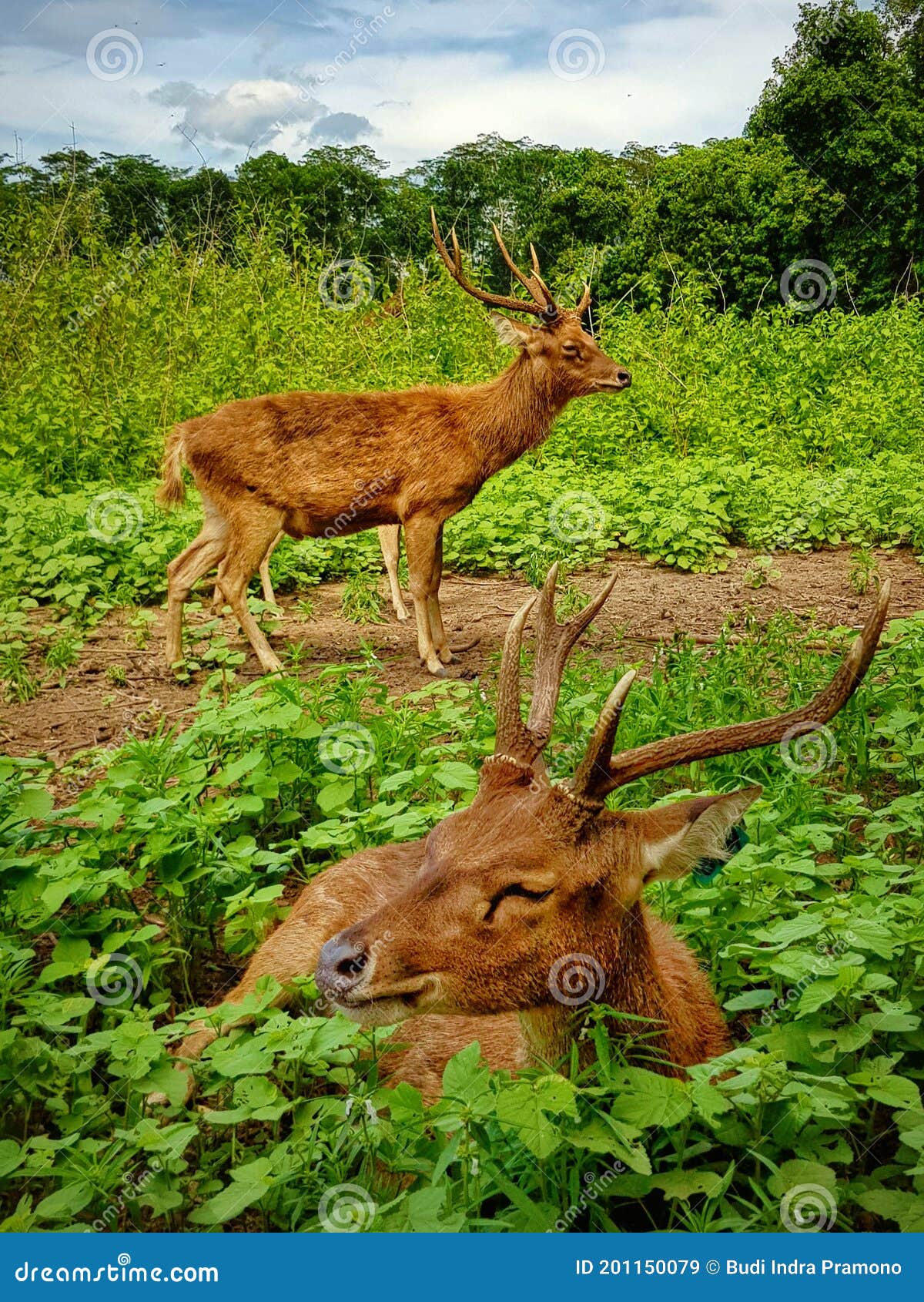 Back To Habitat at Maliran Deer Breeding - East Java Stock Image ...