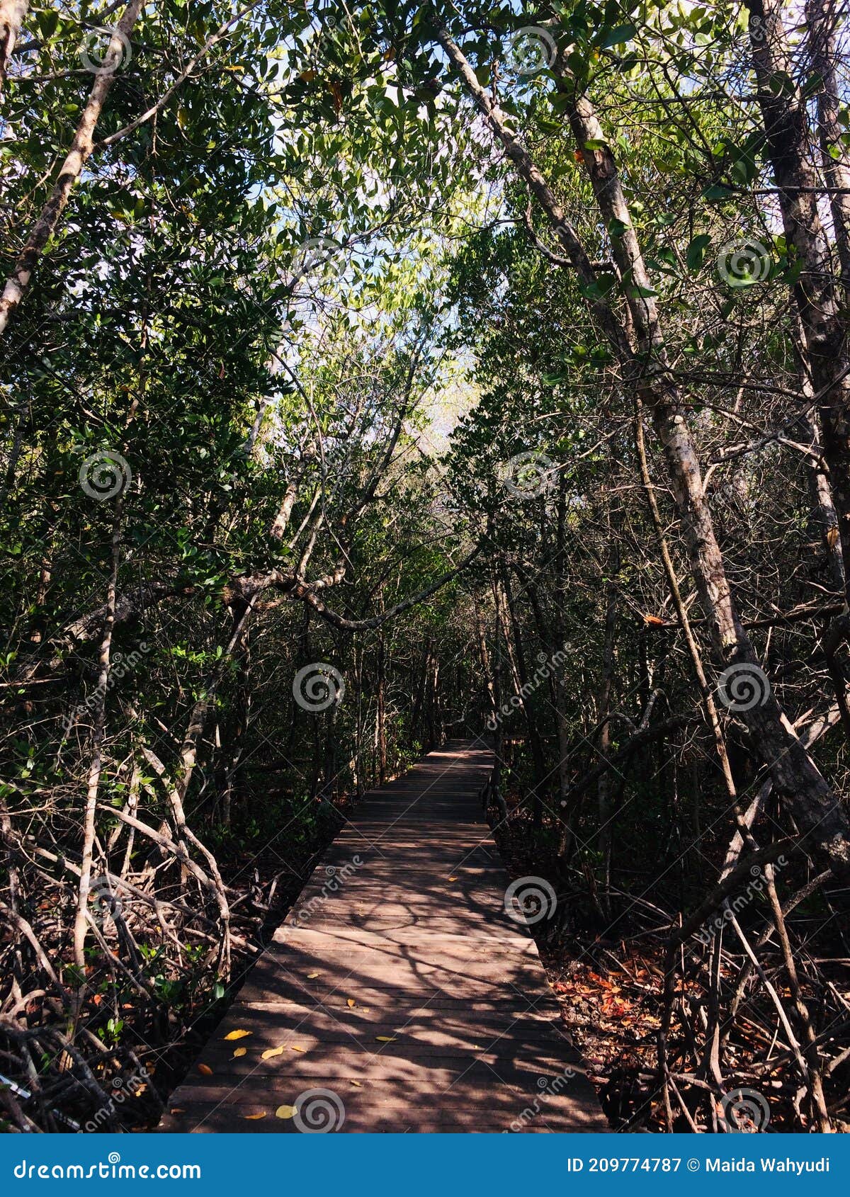 Back to nature stock image. Image of green, refresh - 209774787