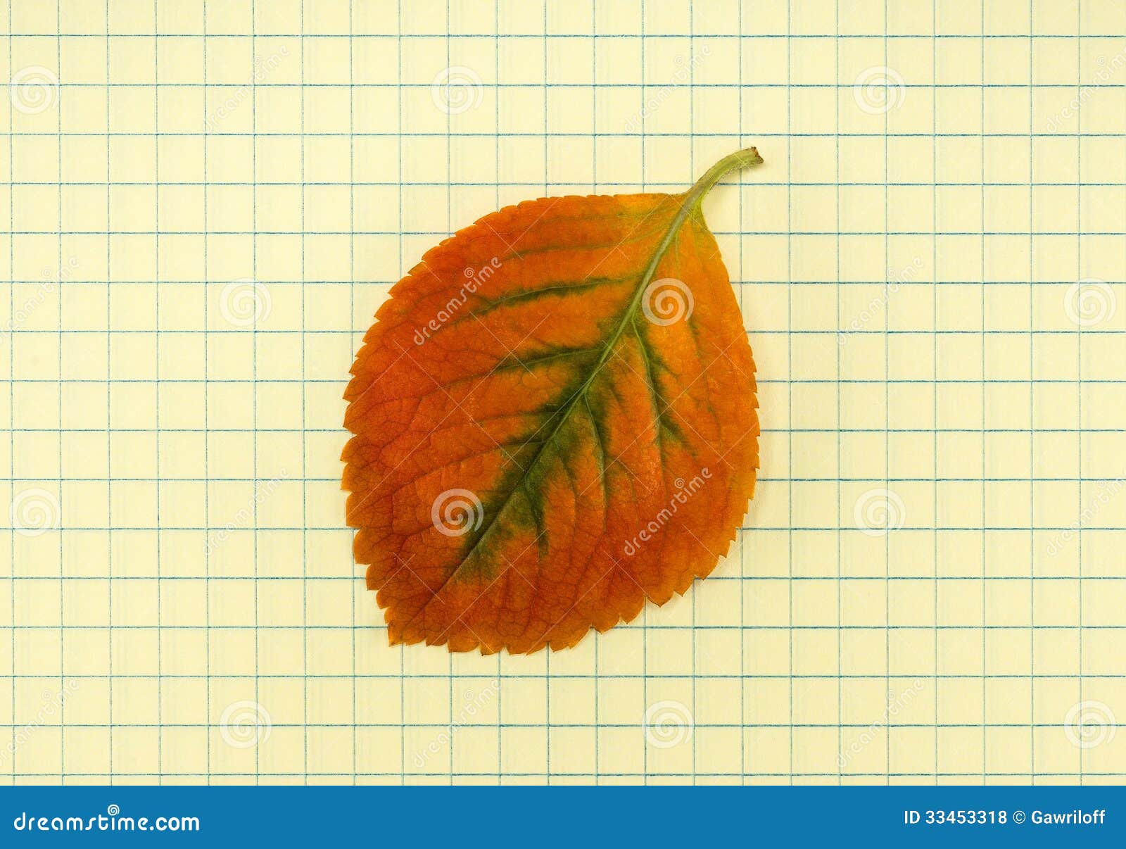 Back To School.Autumn Leaf on a School Notebook Stock Photo - Image of ...
