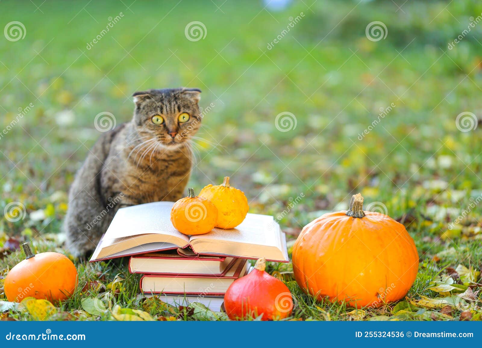 Back To School.cat with a Stack of Books and a Pumpkin in a Garden ...