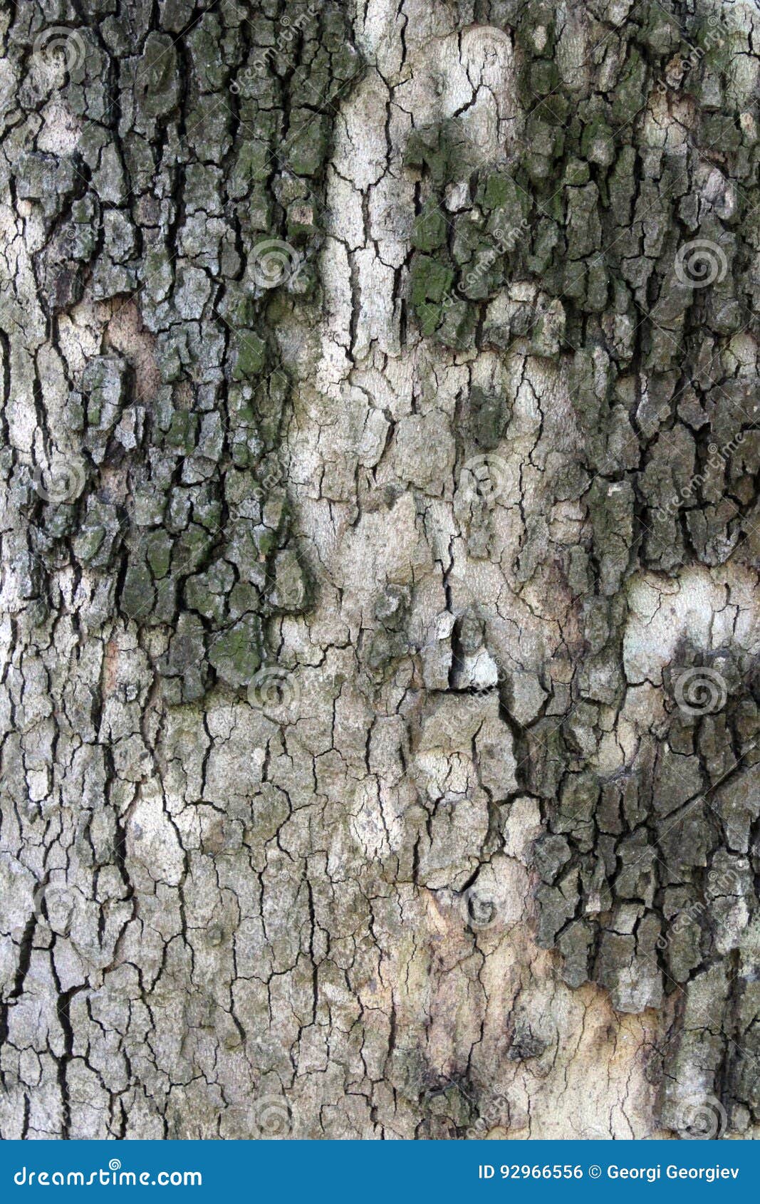 Back tree stock photo. Image of bark, material, park - 92966556