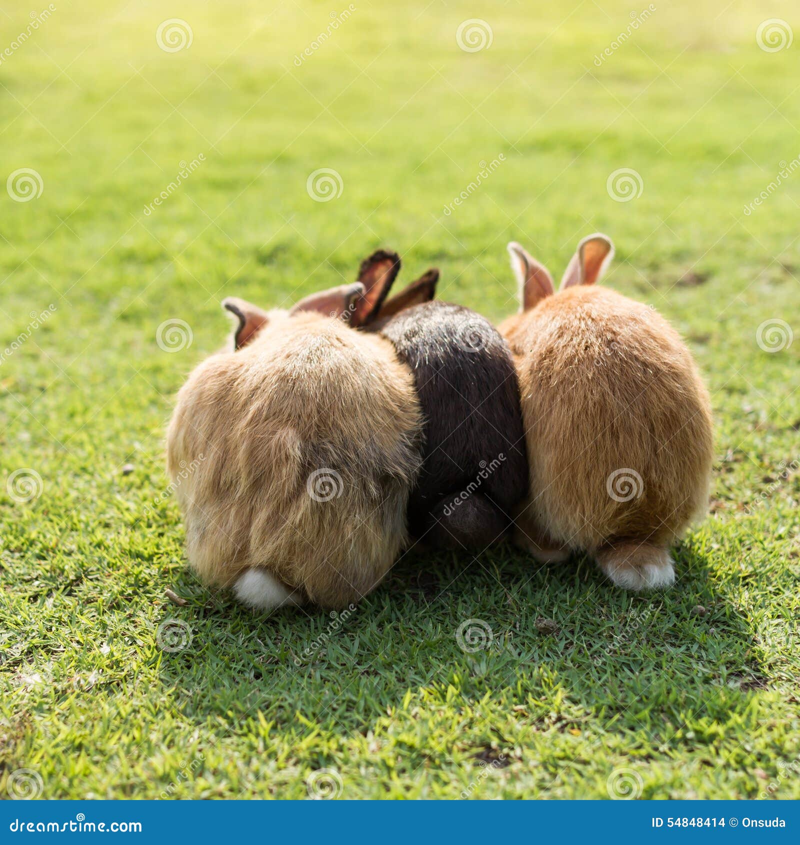 Back of Triple Rabbits in Garden Stock Photo - Image of garden, bottom ...