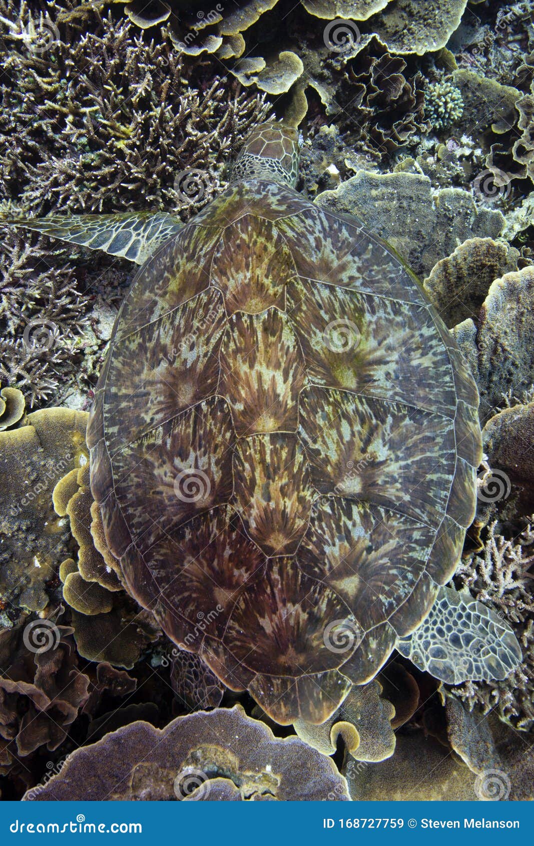 Back of turtle stock image. Image of underwater, komodo - 168727759