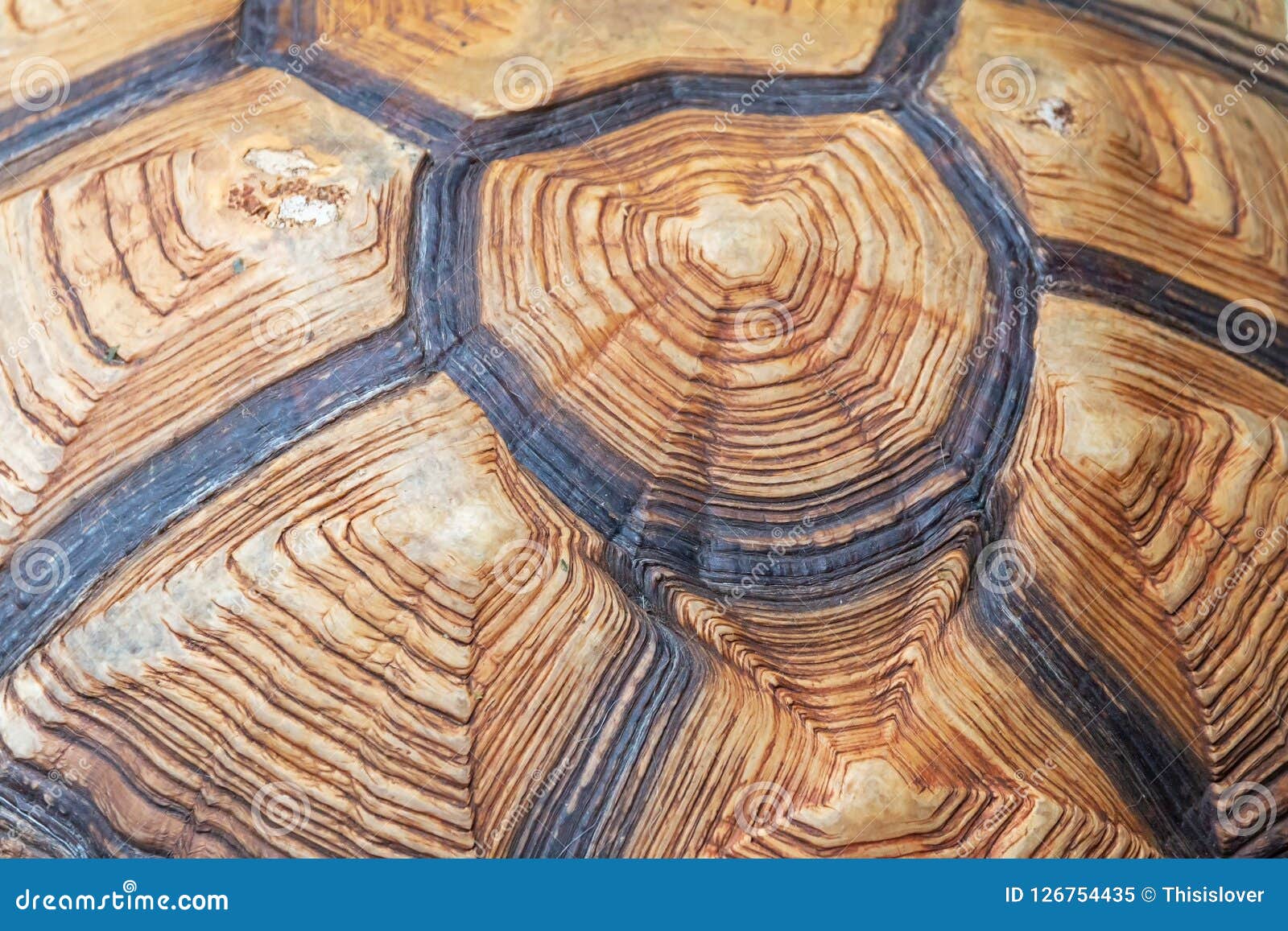 Back of turtle texture. stock image. Image of life, macro - 126754435