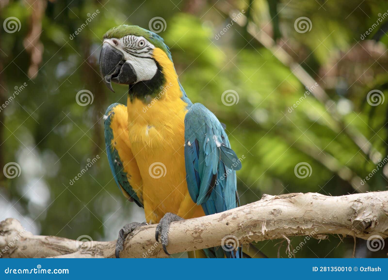 This is a Close Up of a Blue and Gold Macaw Stock Photo - Image of eyes ...