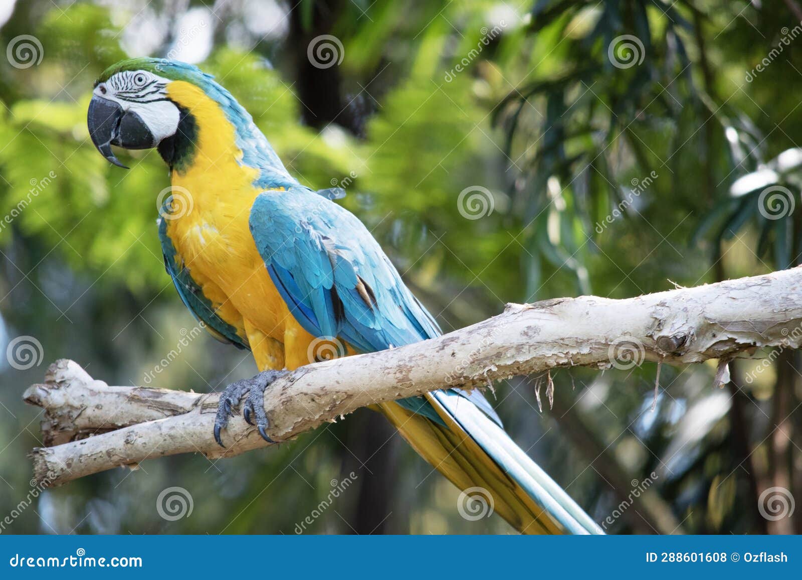 This is a Side View of a Blue and Gold Macaw Stock Photo - Image of ...