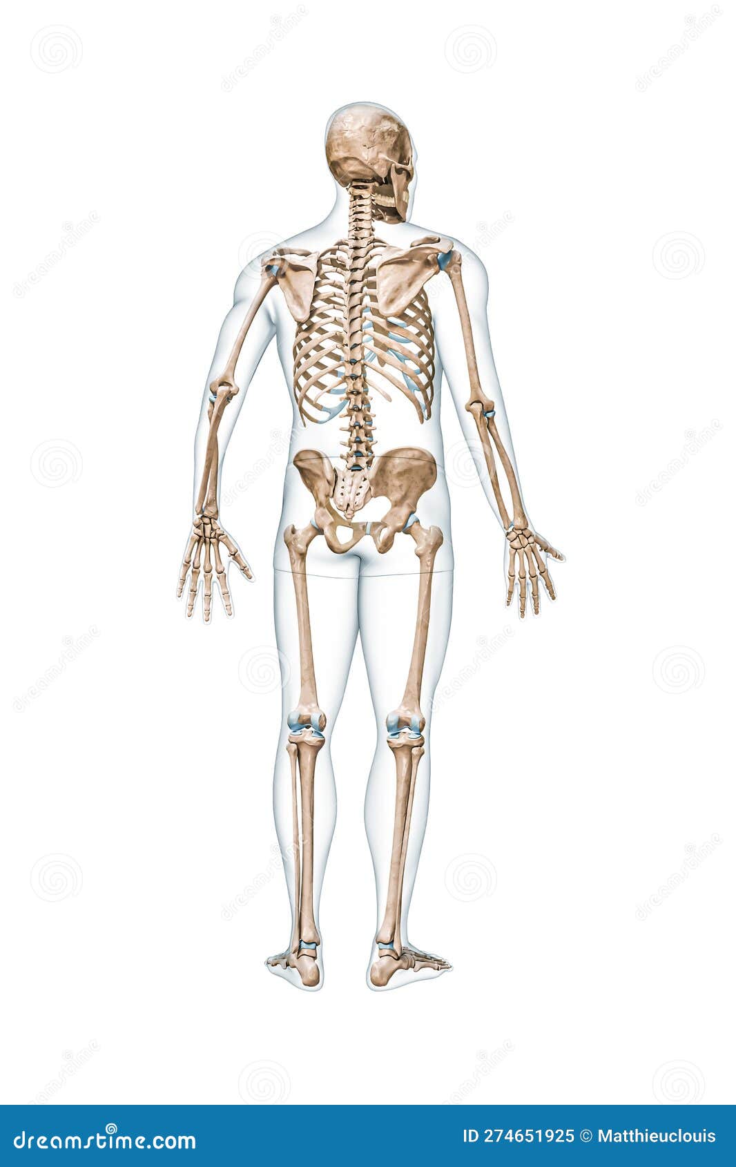Back View Of Accurate Full Human Skeleton With Male Body 3d Rendering Illustration Isolated On
