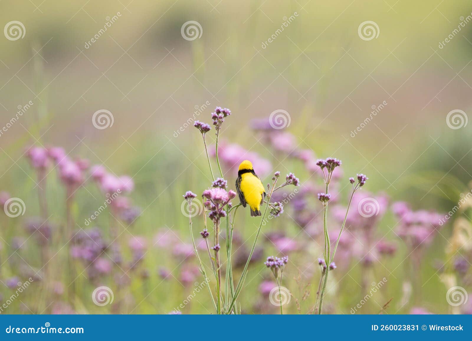 Back View of American Goldfinch Perching on Plant Stem Stock Image ...