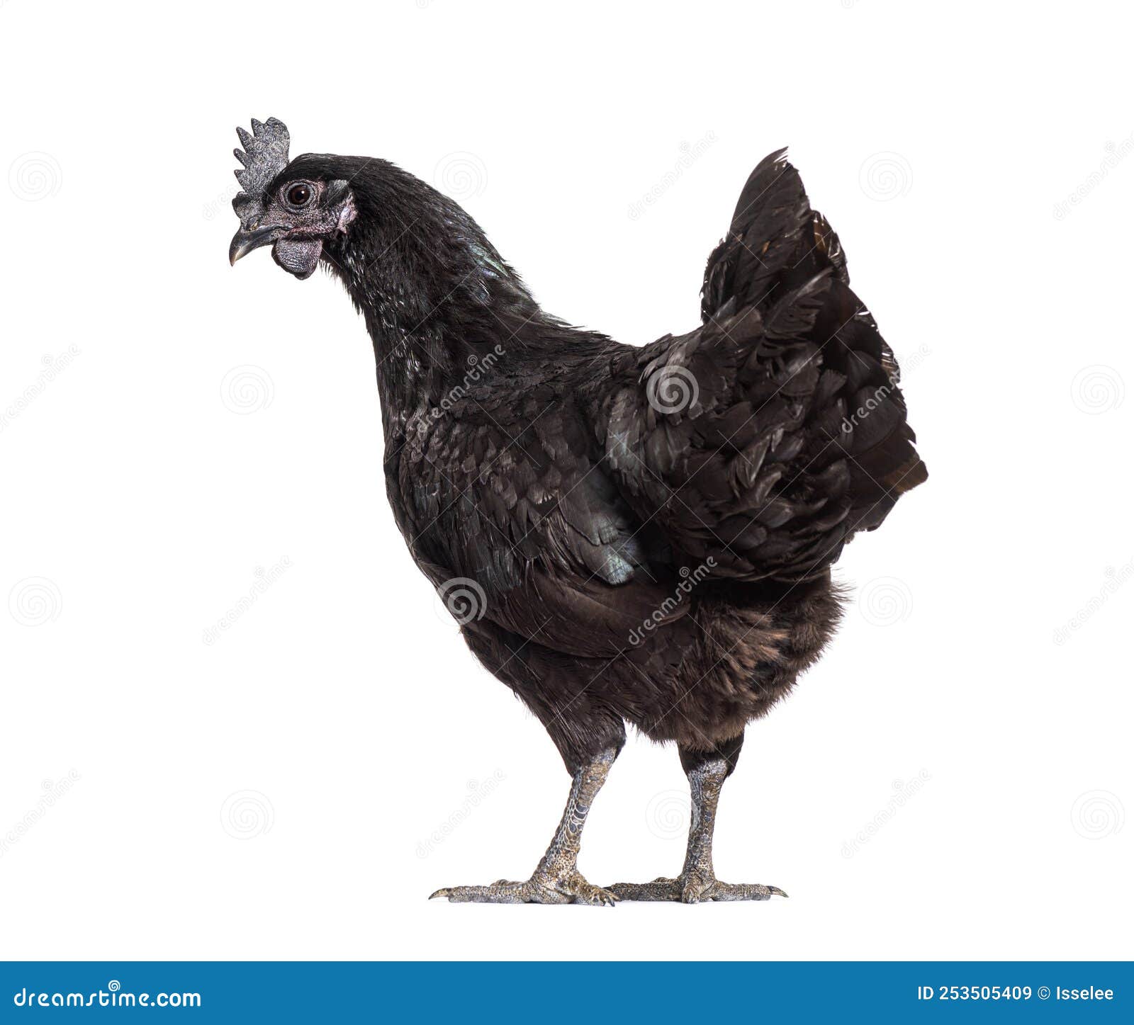 Back View of a Ayam Cemani Hen Looking Back, Isolated Stock Image ...