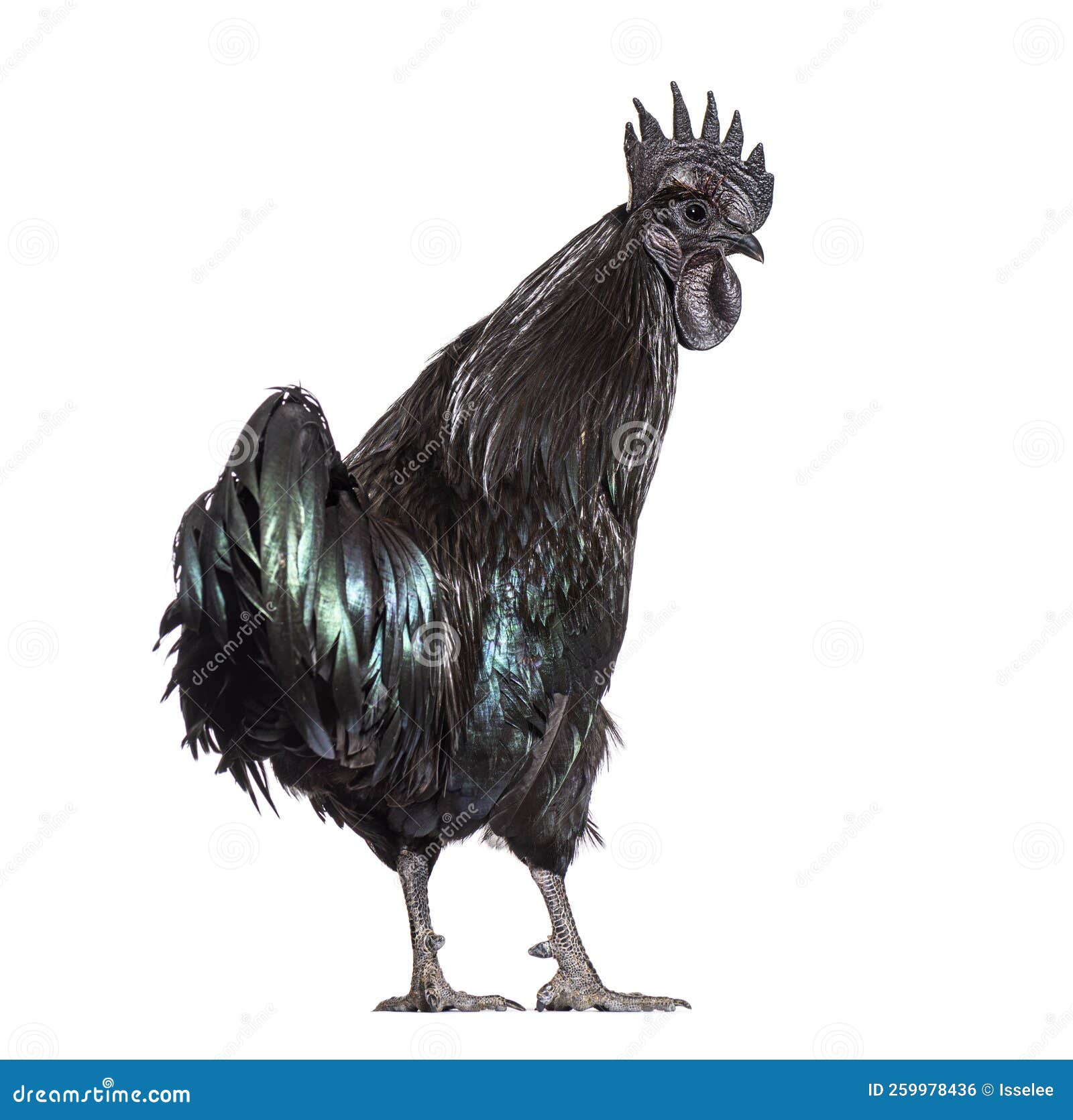Back View of a Ayam Cemani Rooster Looking at the Camera, Isolat Stock ...