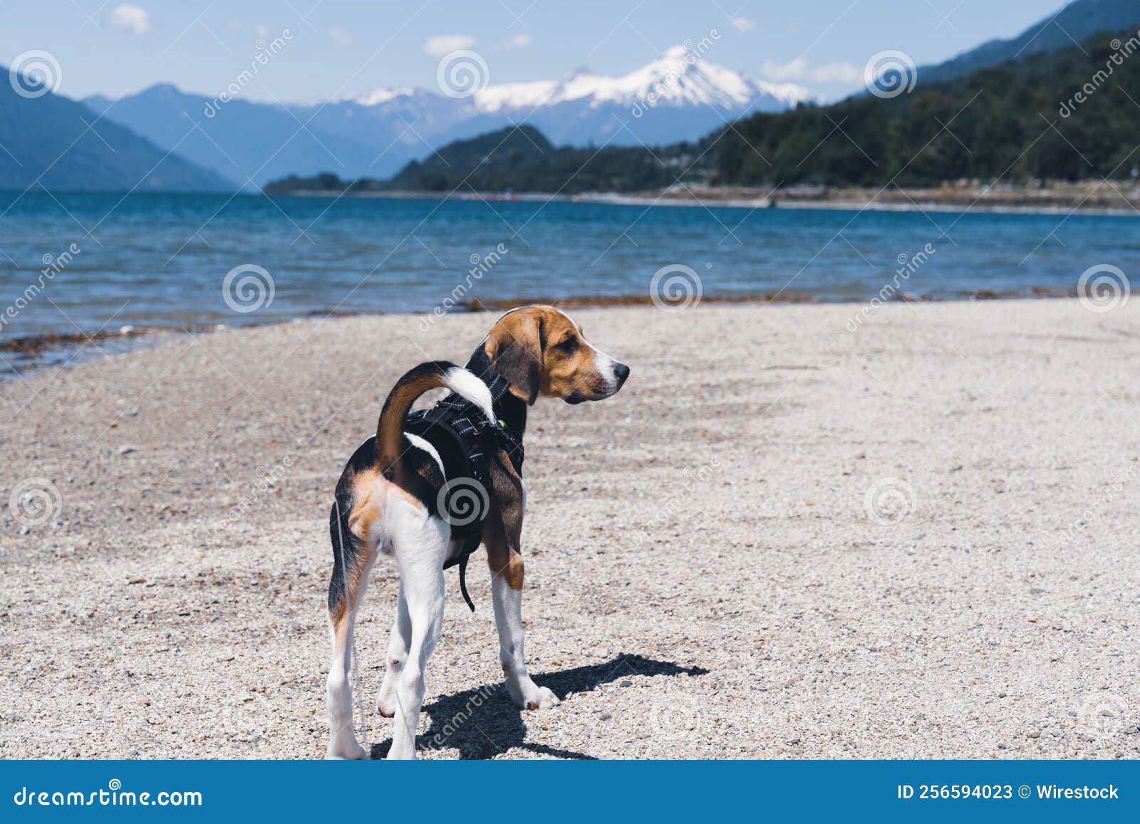 Back View of Beagle Dog in Harness Looking Right Standing on the ...