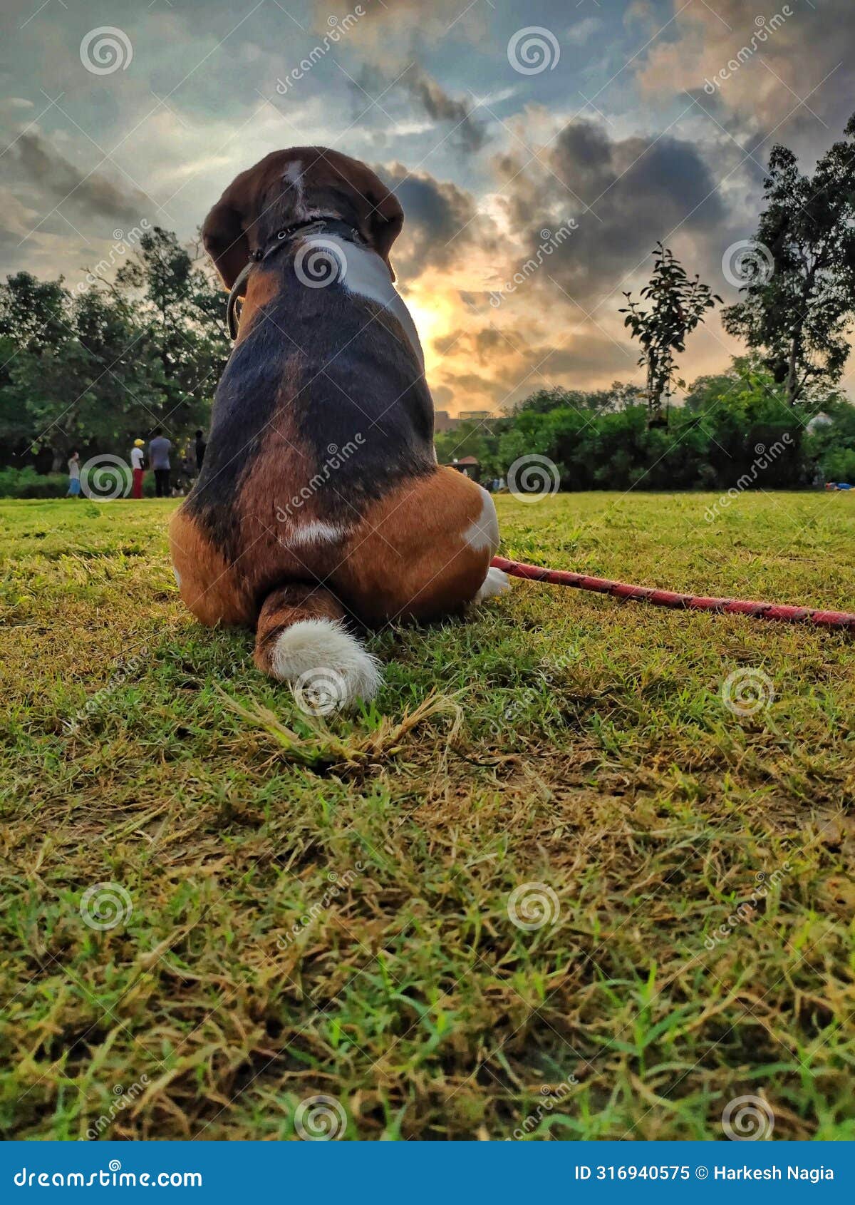 Back View of Beagle Dog Sitting on the Grass Stock Image - Image of ...